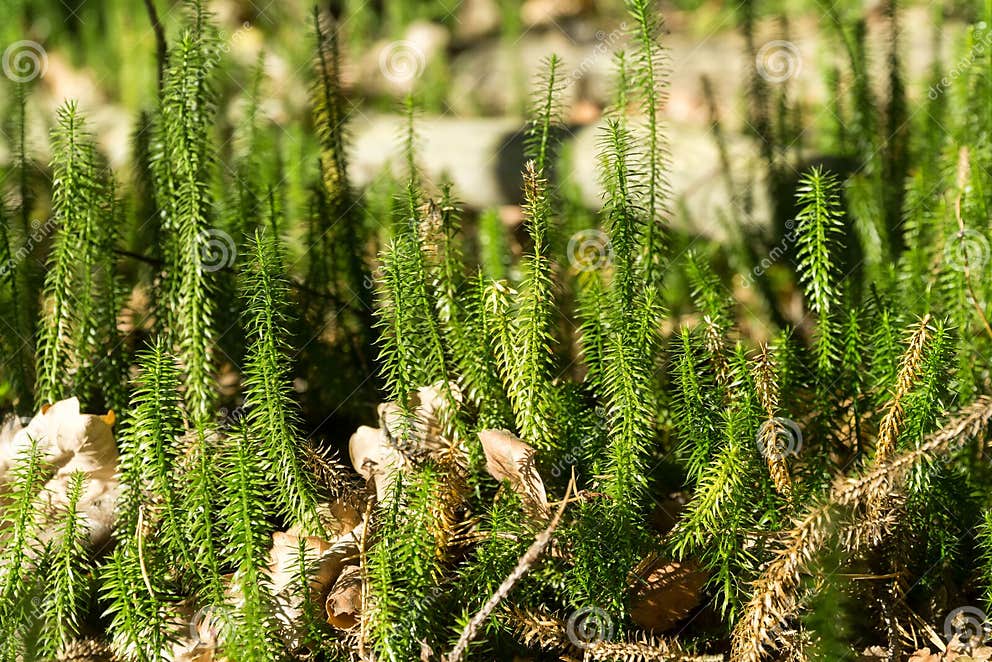 Lycopodiophyta, Lycophyta, Lycopods, Botany, Ground Pines Stock Photo ...