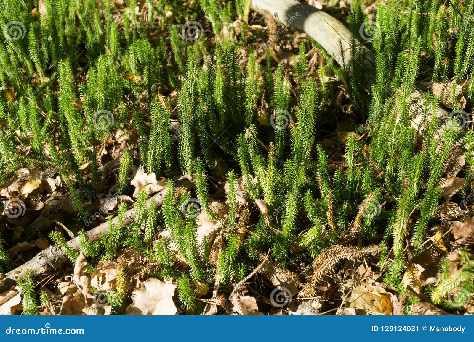 Lycopodiophyta, Lycophyta, Lycopods, Botany, Ground Pines Royalty-Free ...