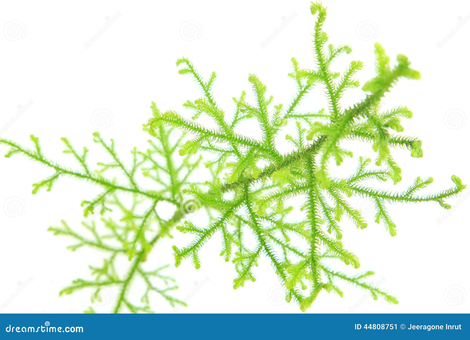 Lycopodium Clavatum stock image. Image of herb, green - 44808751