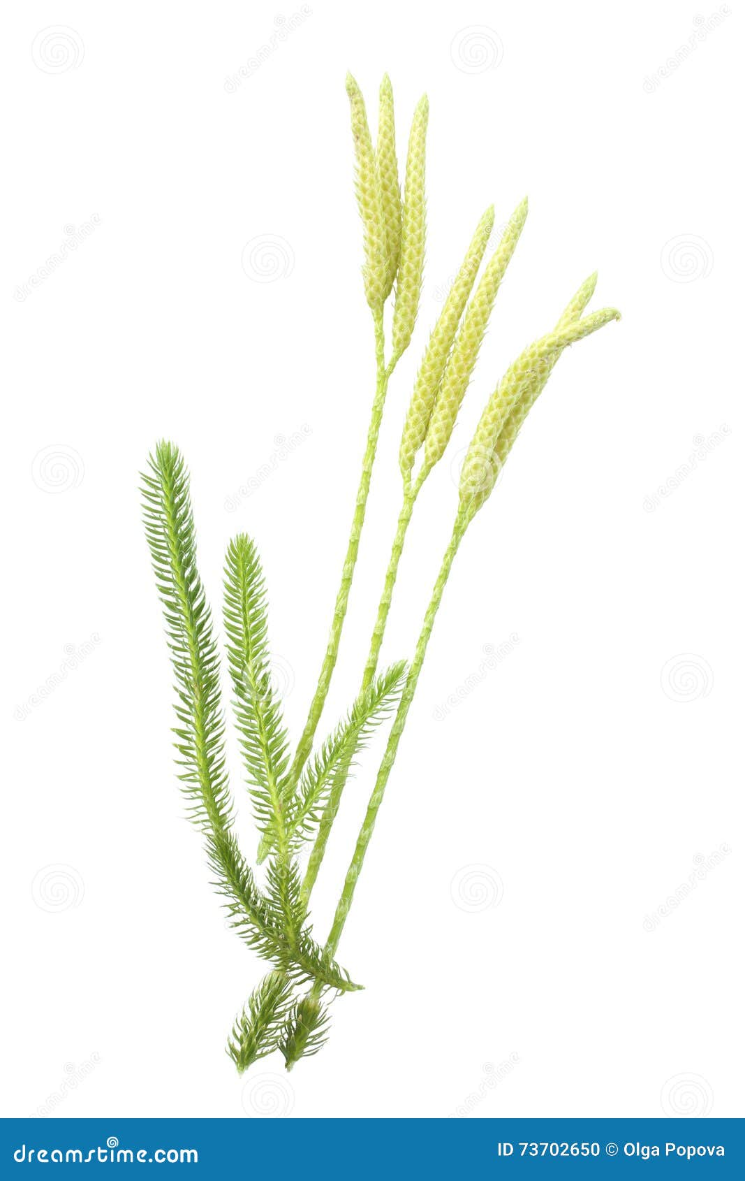 Lycopodium Clavatum with Sporophylls Stock Photo - Image of ground ...