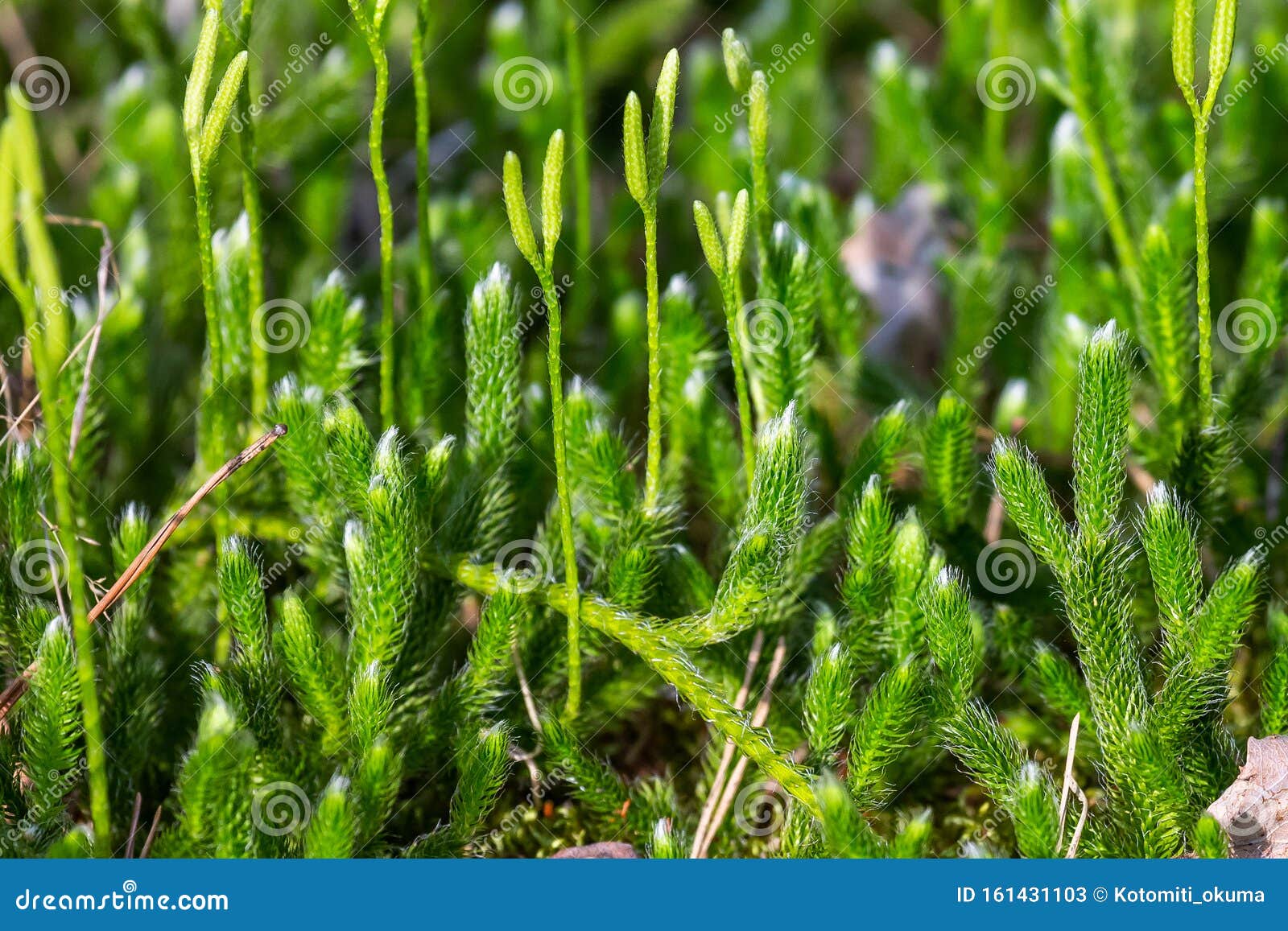 Lycopodium Forest Plant on a Summer Day Stock Image - Image of spring ...