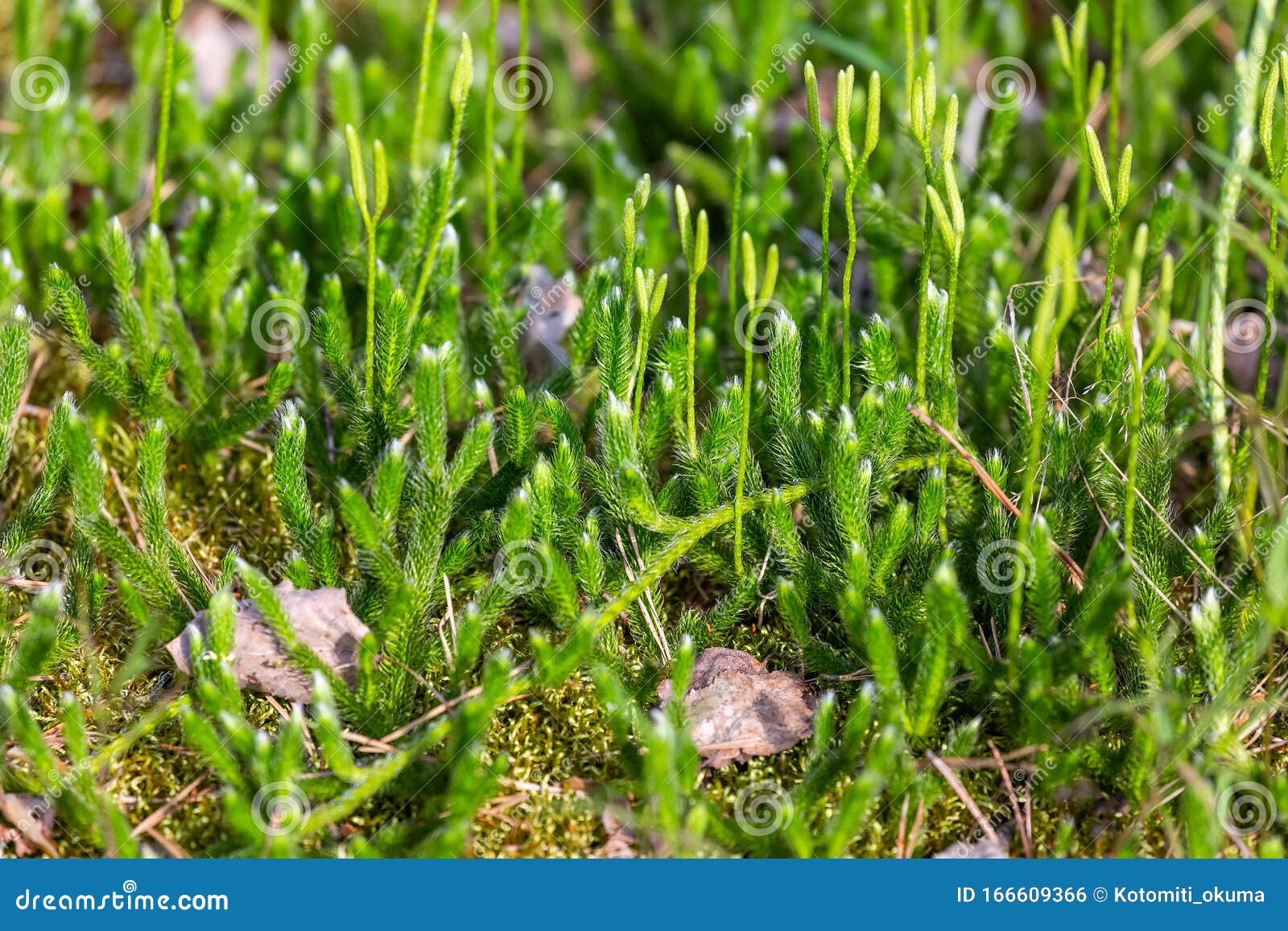 Lycopodium Forest Plant on a Summer Day, Close Up Stock Photo - Image ...
