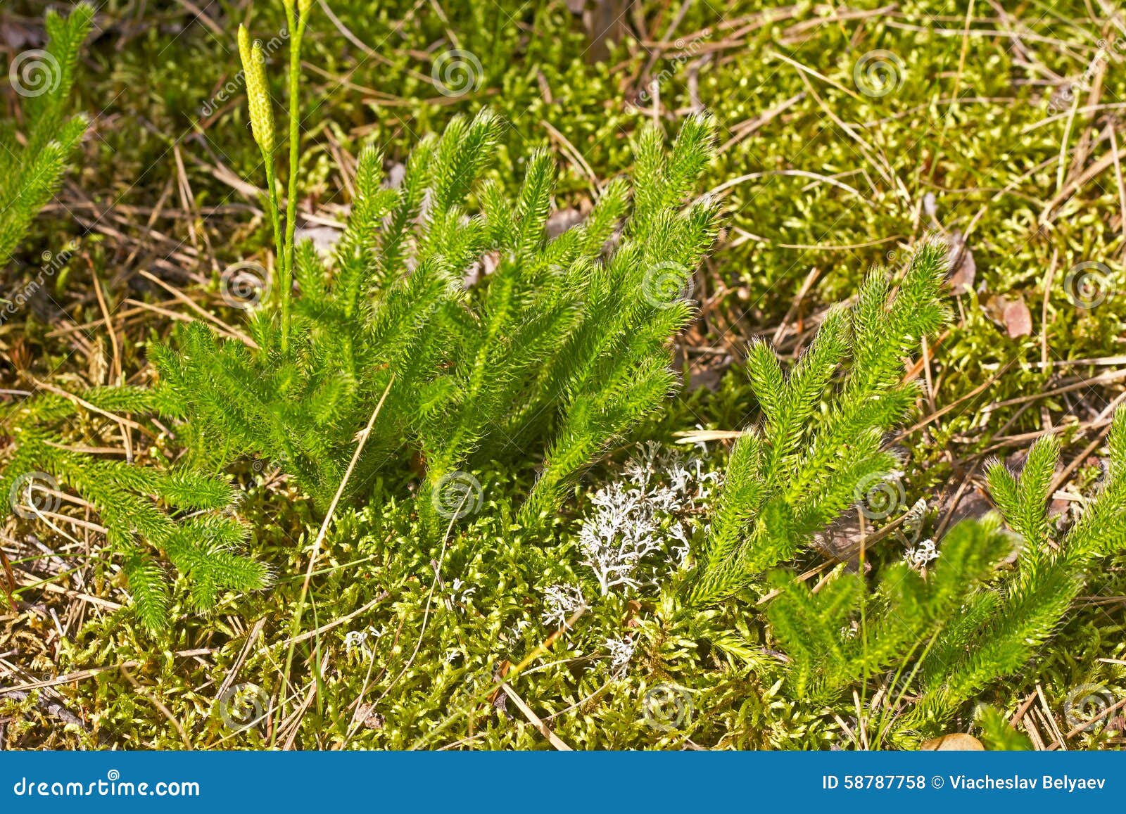 Lycopodium stock photo. Image of ecology, grass, lands - 58787758