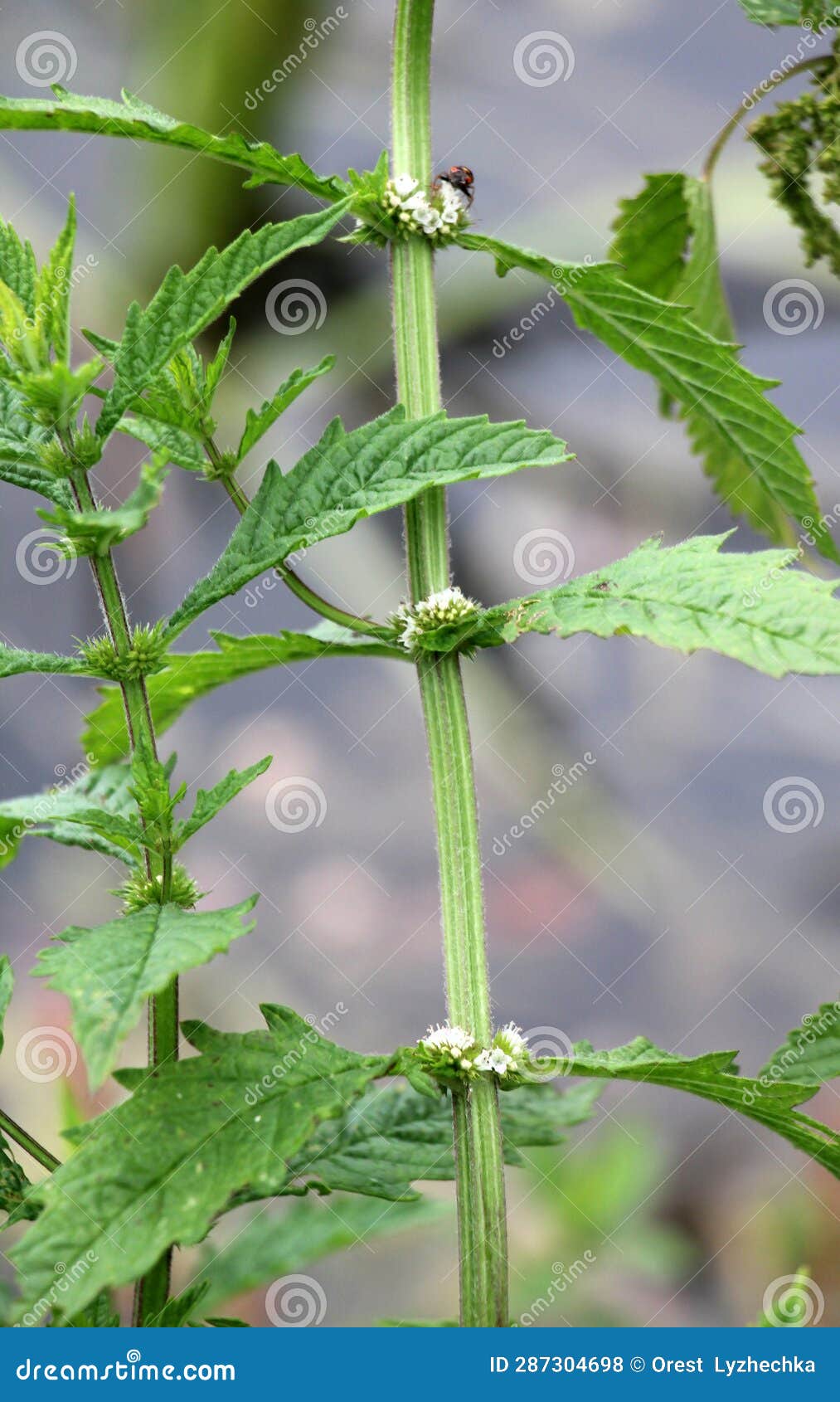 Lycopus Europaeus Grows on the Shore of the Reservoir Stock Photo ...