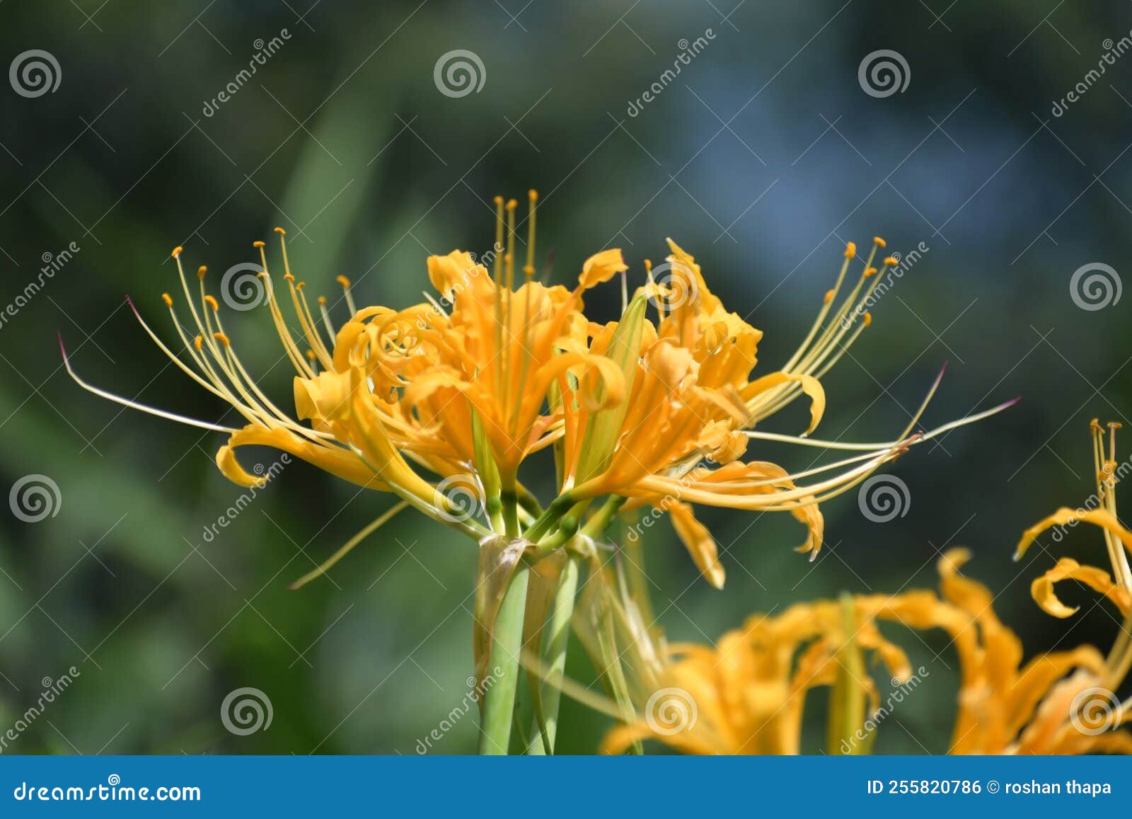 Lycoris aurea- Yellow Spider Lily Stock Photo - Image of bulb, spider ...