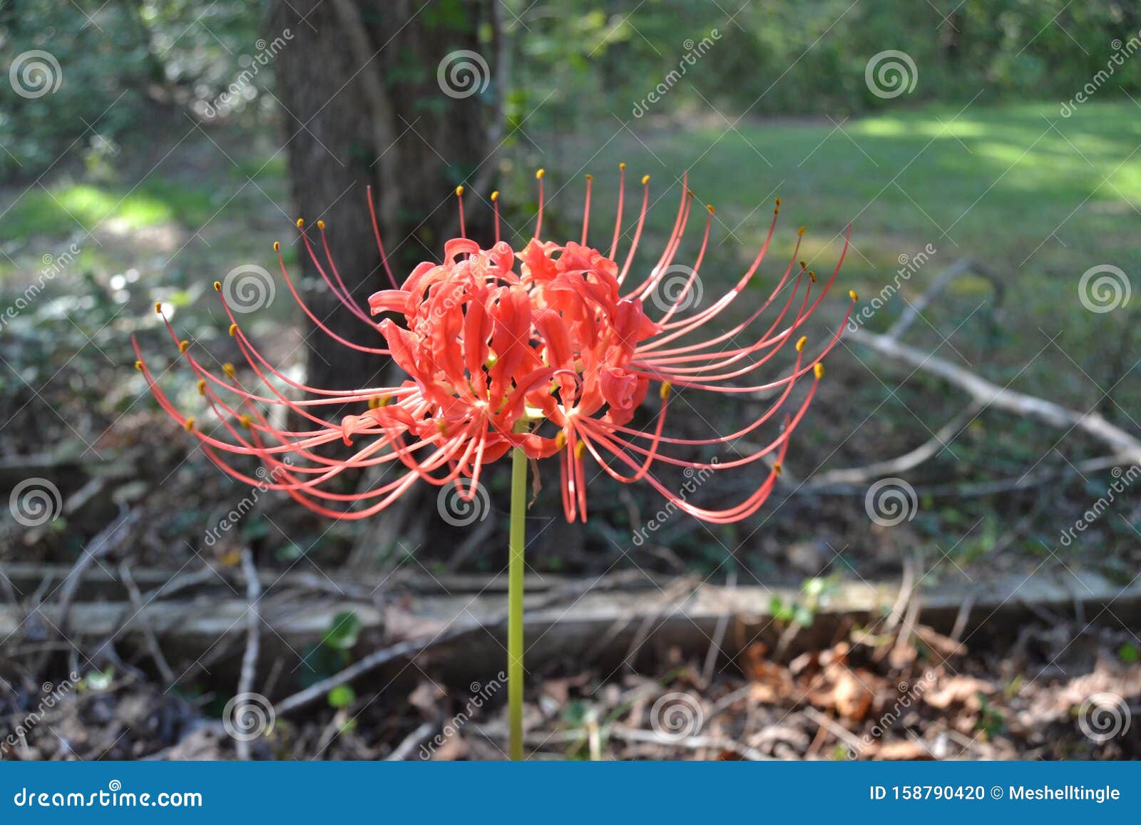 Lycoris (Spider Lily Hurricane Lily) Flowers. Amaryllidaceae Perennial ...