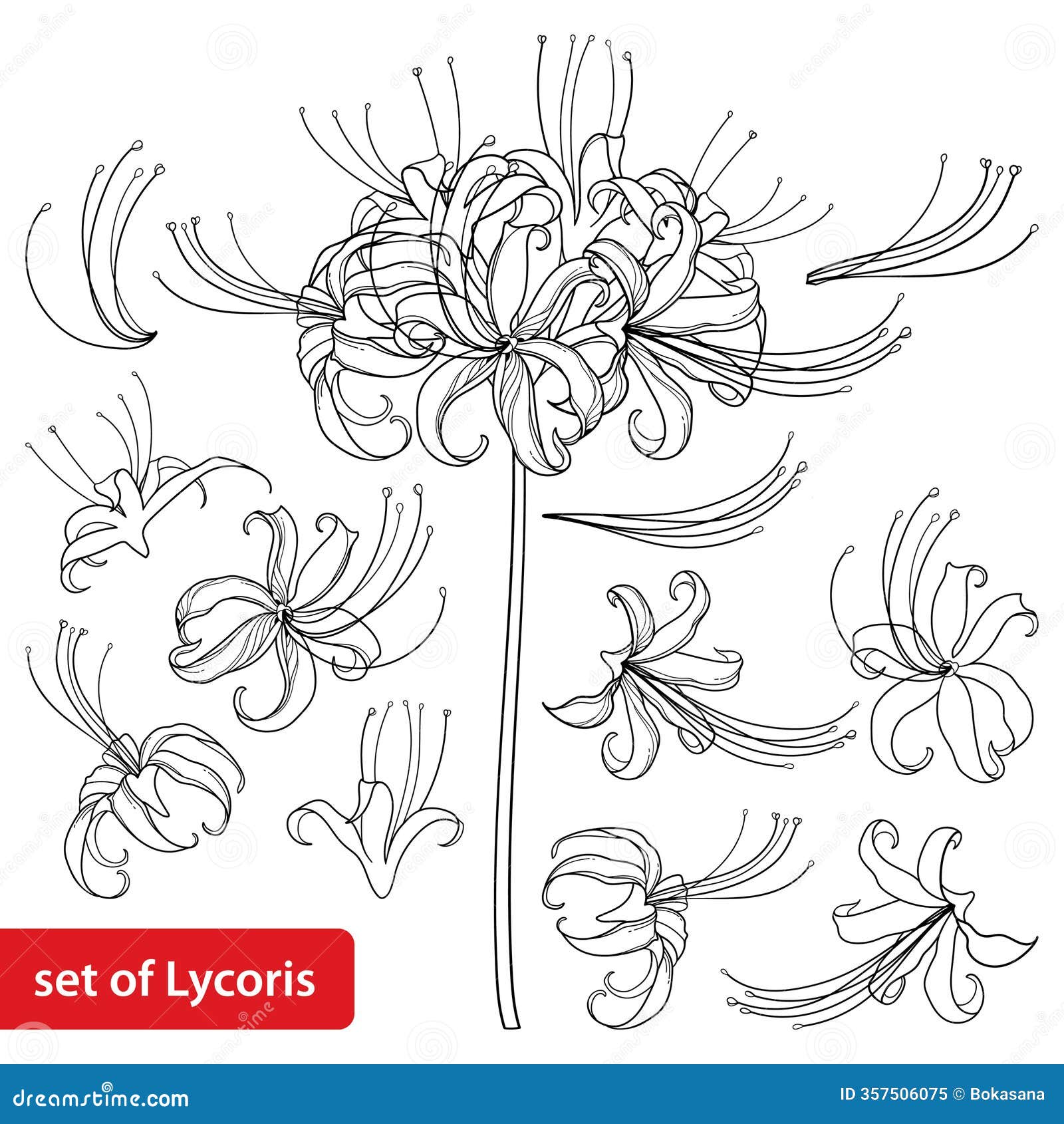 Set Of Outline Bulbous Lycoris Radiata Or Red Spider Lily Flower In ...