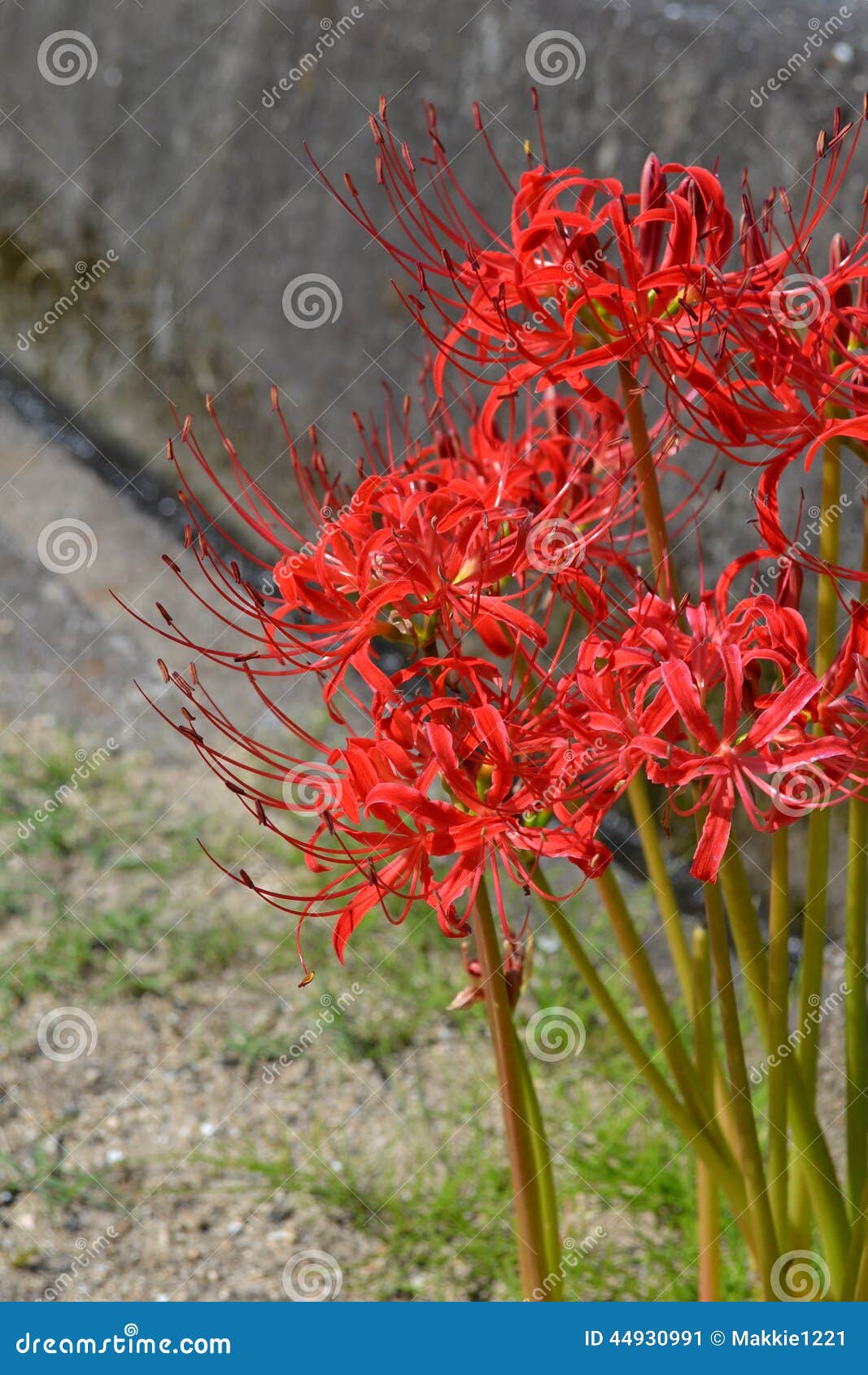 Lycoris stock image. Image of aturumn, fall, flower, lycoris - 44930991