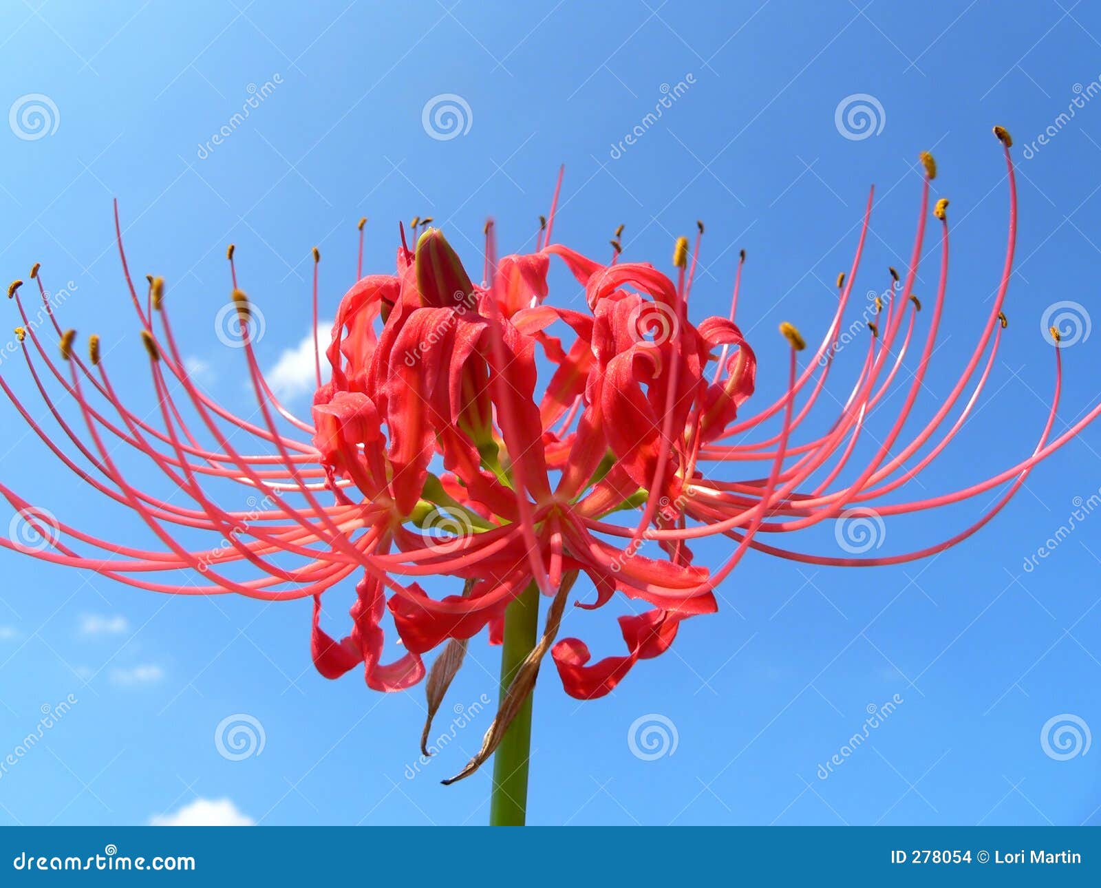 Lycoris Radiata stock photo. Image of fall, spider, blue - 278054