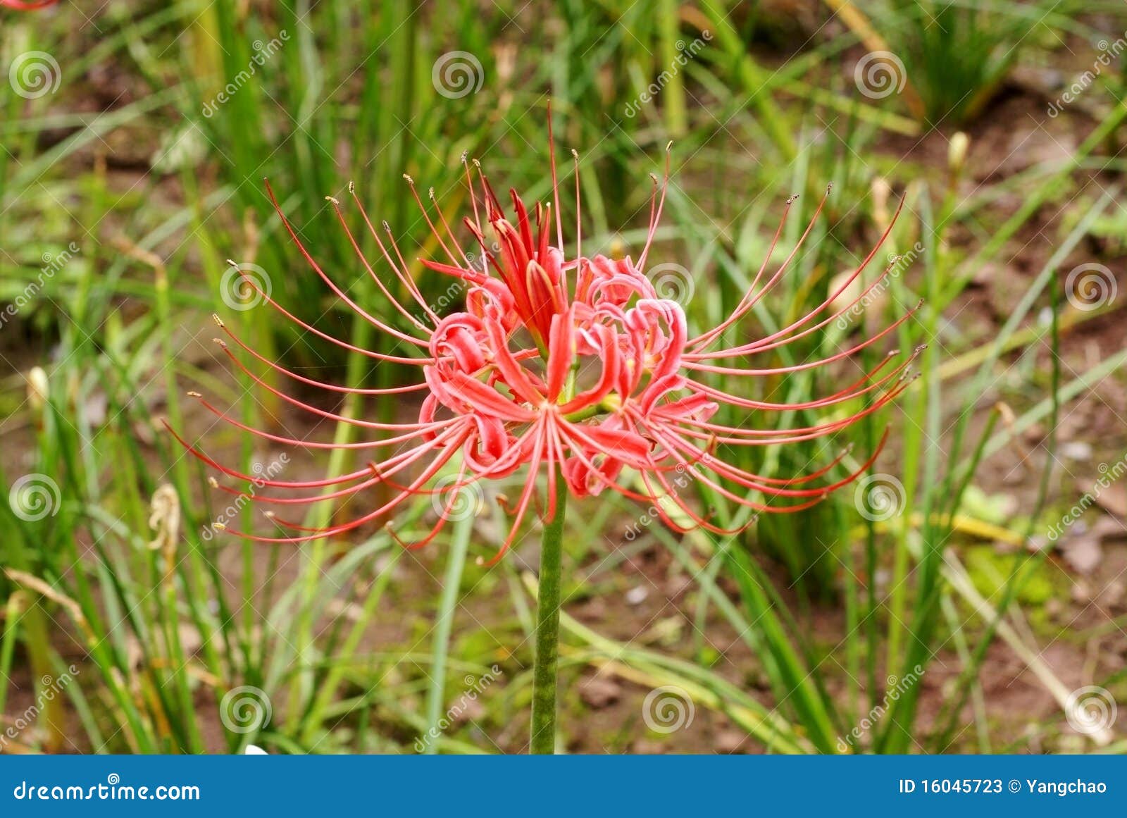 Lycoris Radiata Red Spider Lily At Kinchakuda Royalty-Free Stock ...