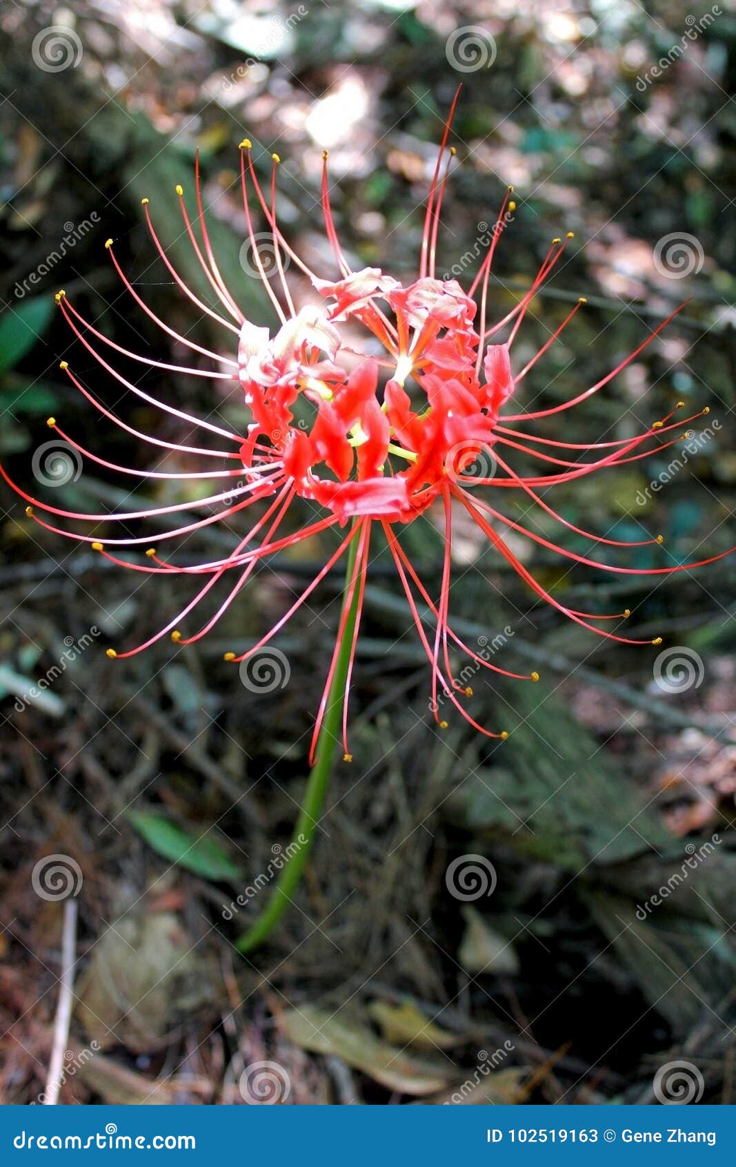 Lycoris rojo imagen de archivo. Imagen de retrato, paquete - 102519163