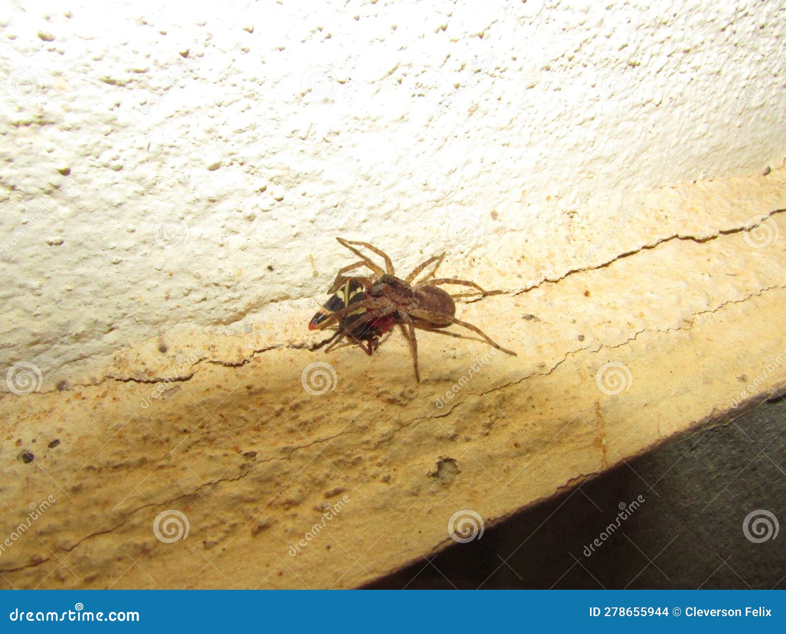 A Lycosa Spider with a Moth Stock Photo - Image of natural, closeup ...