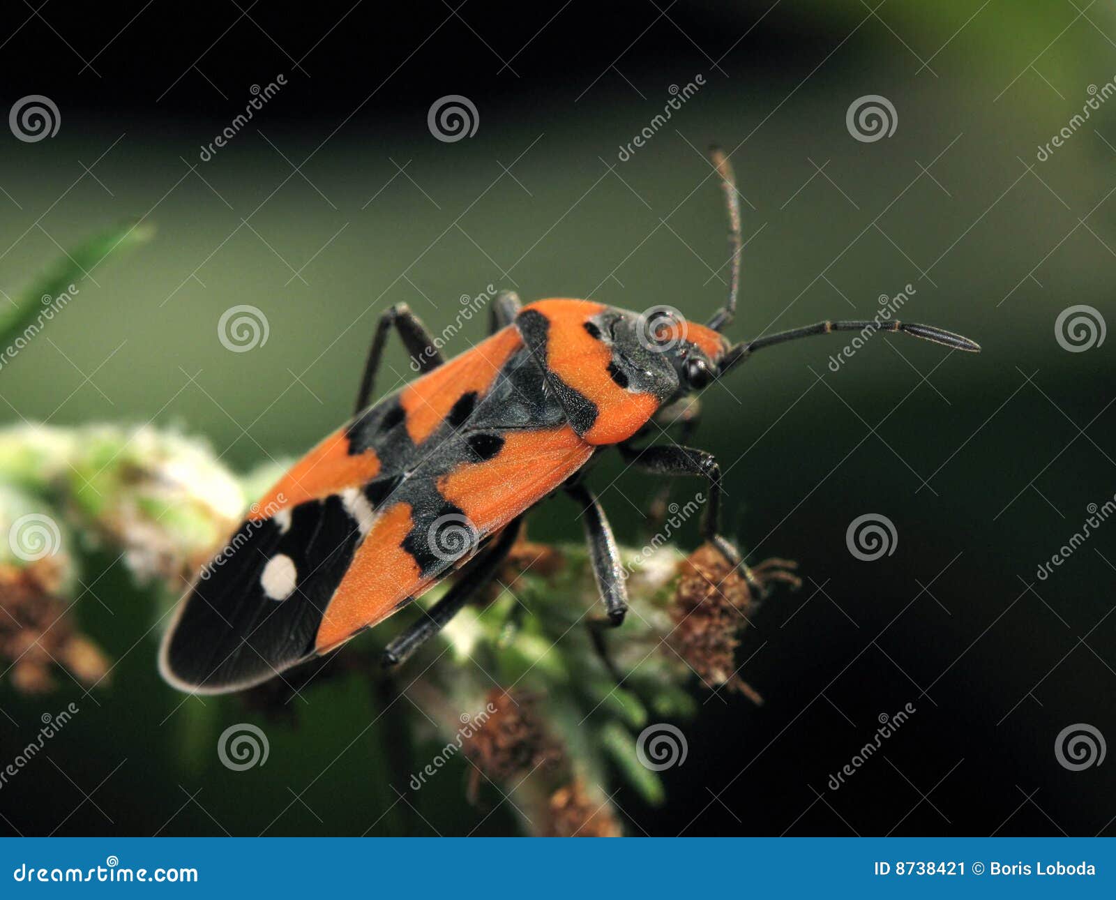 Lygaeus equestris stock image. Image of detail, tarsi - 8738421
