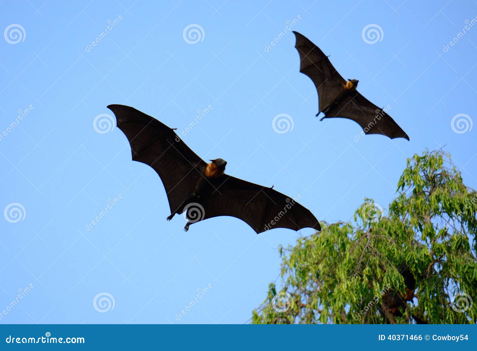 Lyie s flyingfox stock photo. Image of clear, rainforest - 40371466