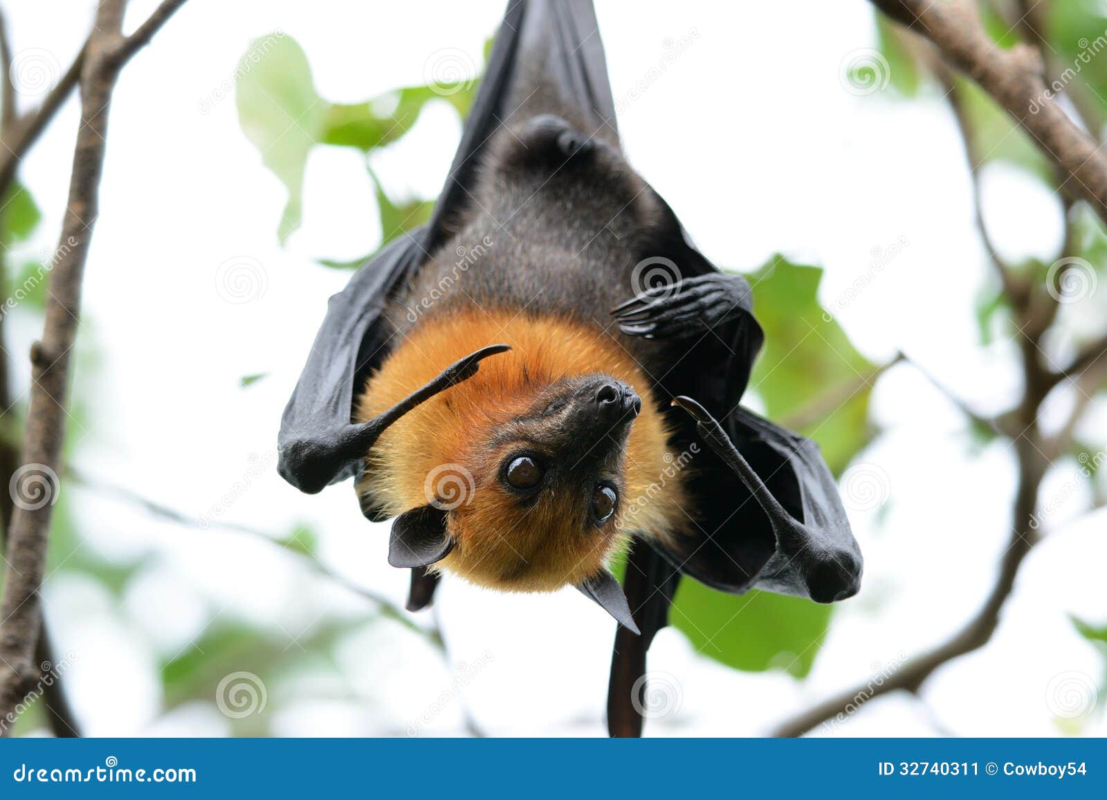 Lyie s flyingfox stock image. Image of fauna, outdoor - 32740311