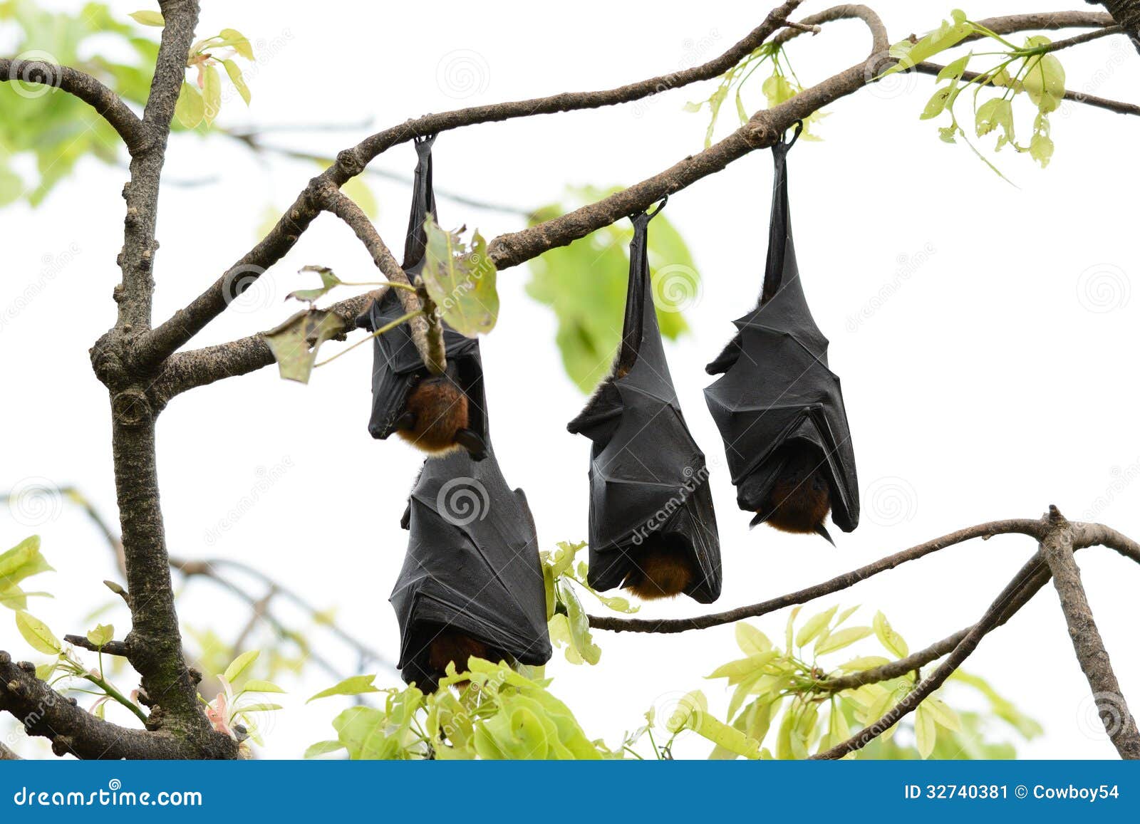 Lyie s flyingfox stock image. Image of fling, leaf, flying - 32740381