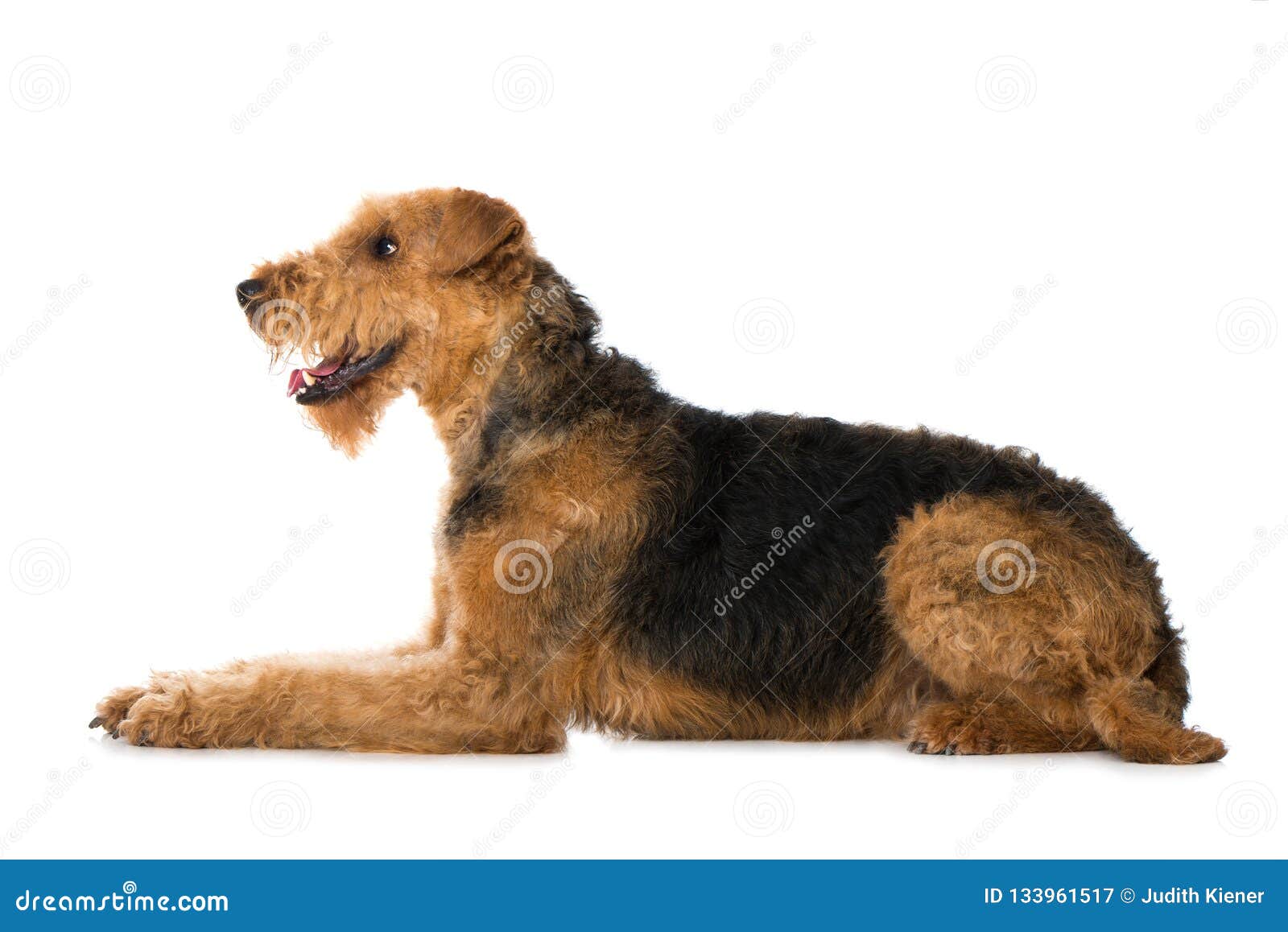 Lying Airedale Terrier on White Background Stock Image - Image of young ...