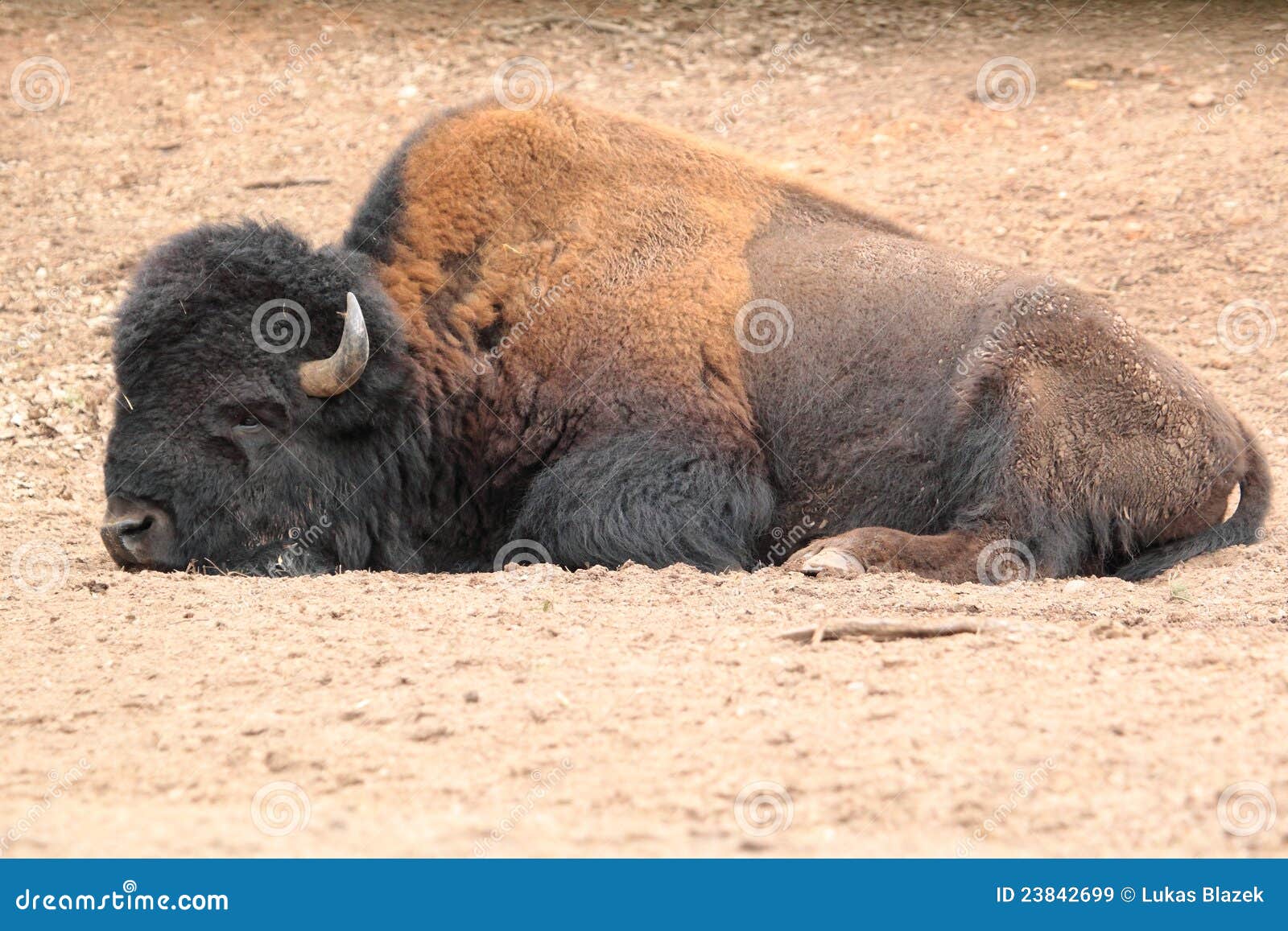 Lying american bison stock image. Image of bison, horn - 23842699