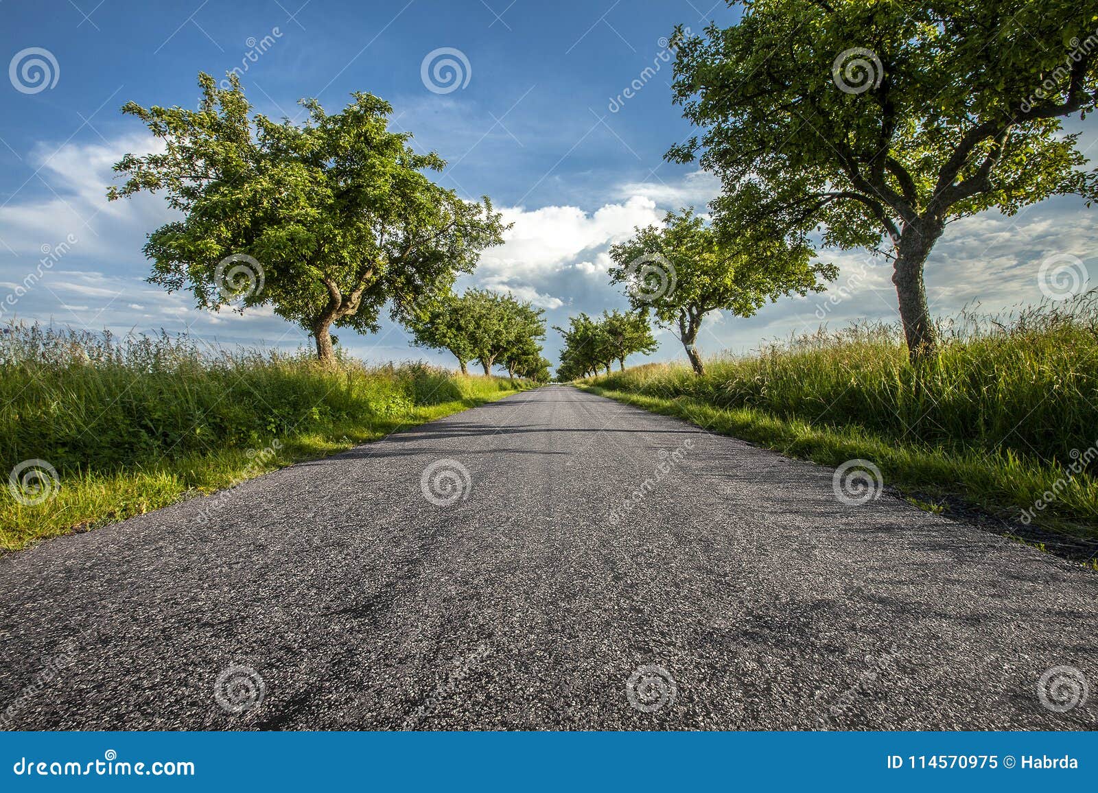 With lying apple trees stock image. Image of speed, asphalt - 114570975