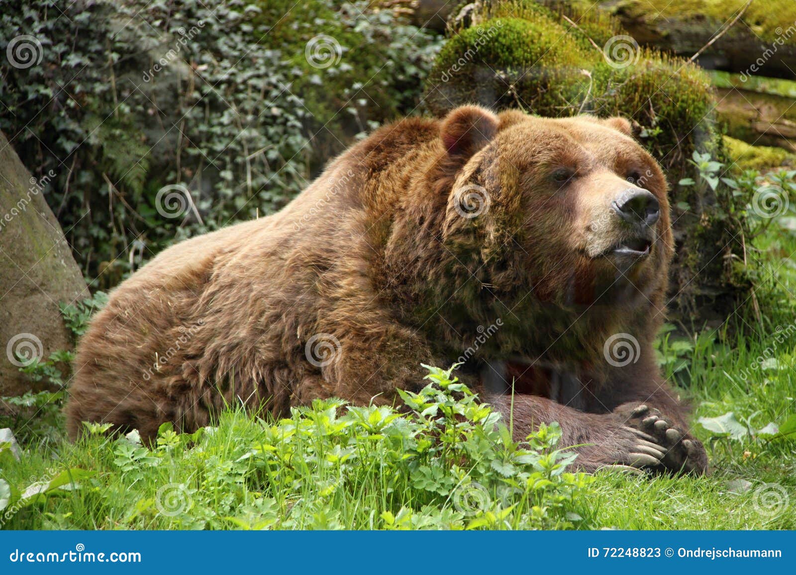 Lying bear stock image. Image of bear, grass, head, single - 72248823