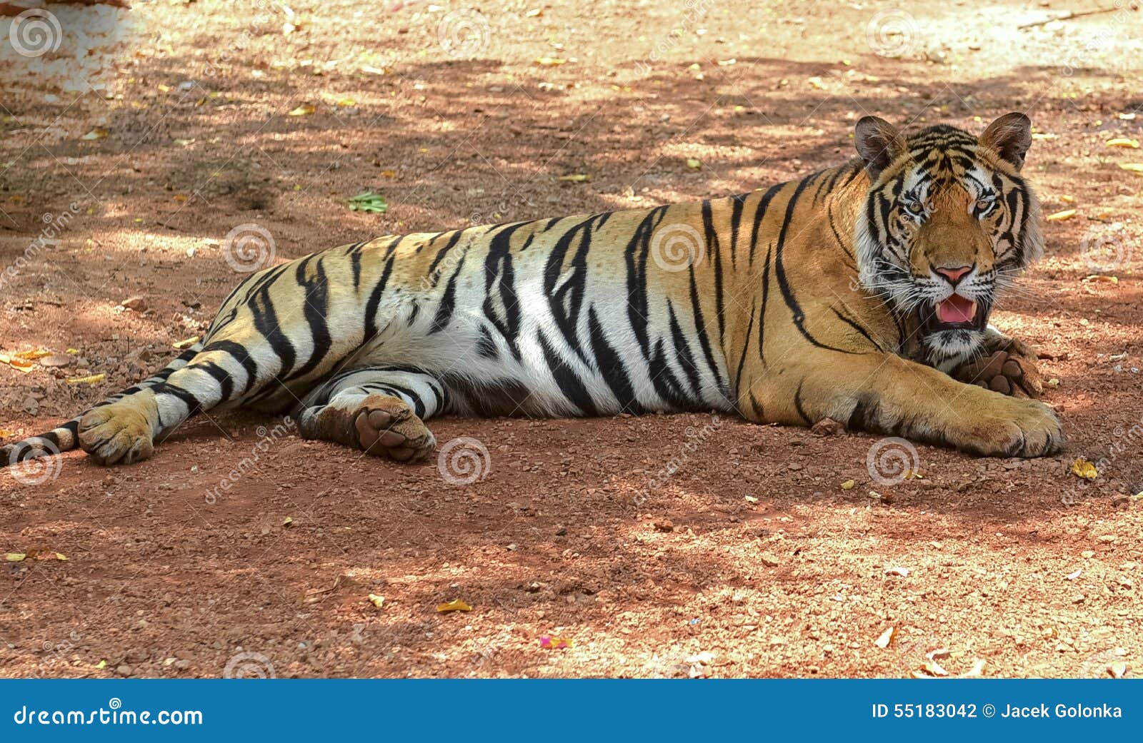 Lying Bengal Tiger stock photo. Image of asia, hair, alert - 55183042
