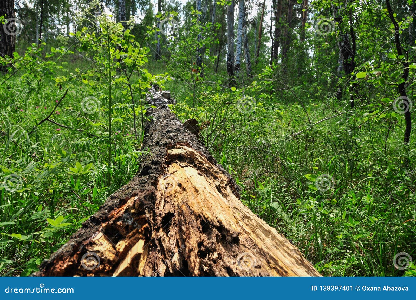 Lying Birch Tree in a Forest Stock Image - Image of summer, white ...