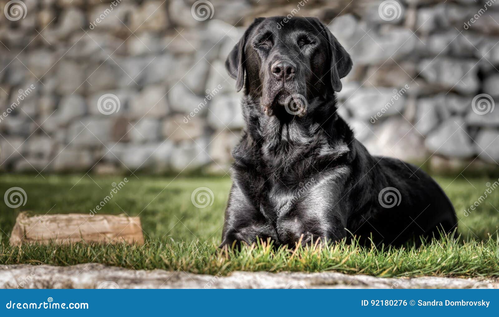 Lying Black Labrador in the Garden Stock Photo - Image of dogs, family ...