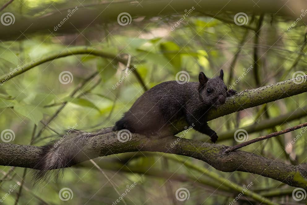 Black squirrel is tired stock image. Image of outdoor - 189918367