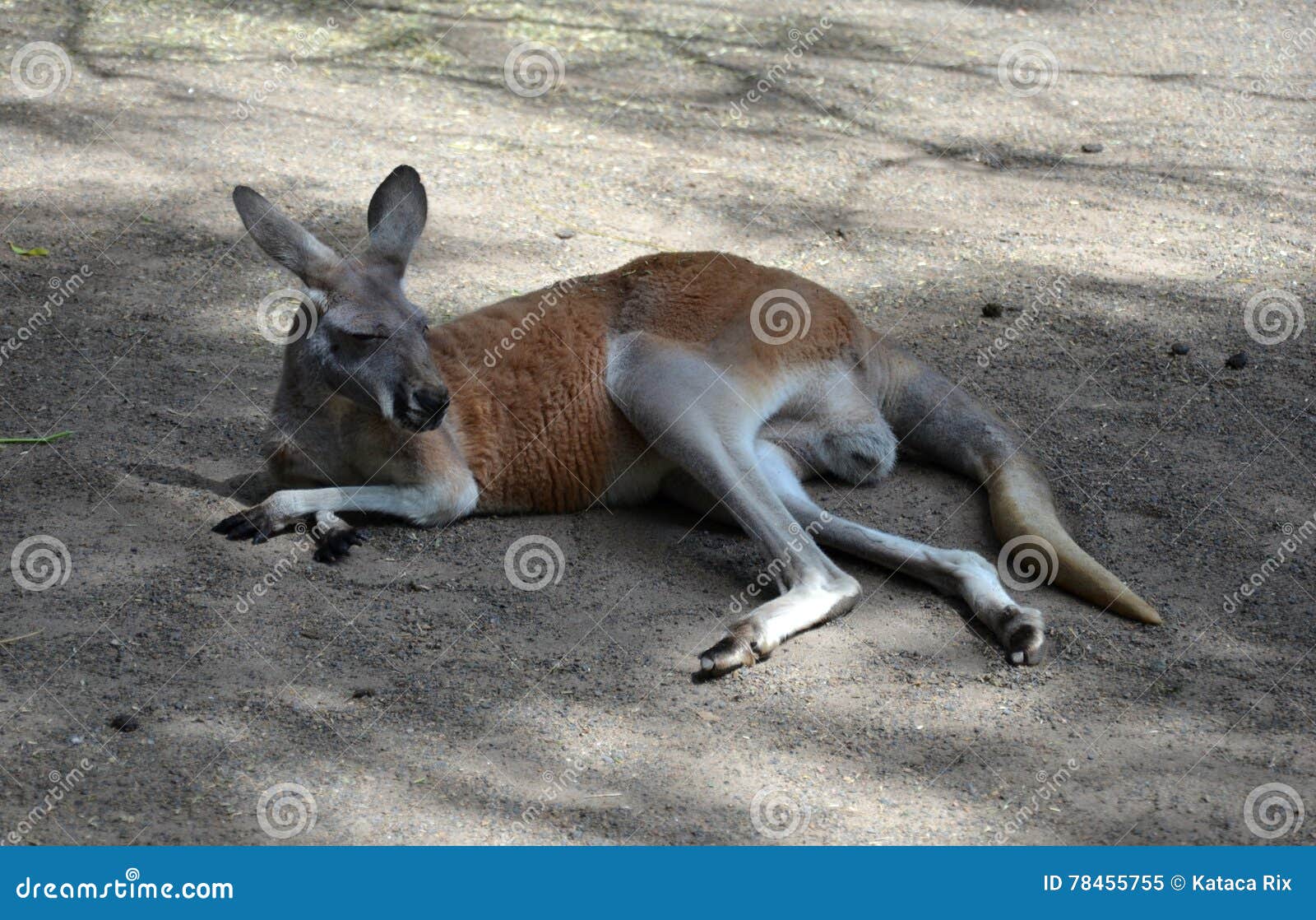 Lying Brown Kangaroo in the Shadow Stock Image - Image of macropus ...