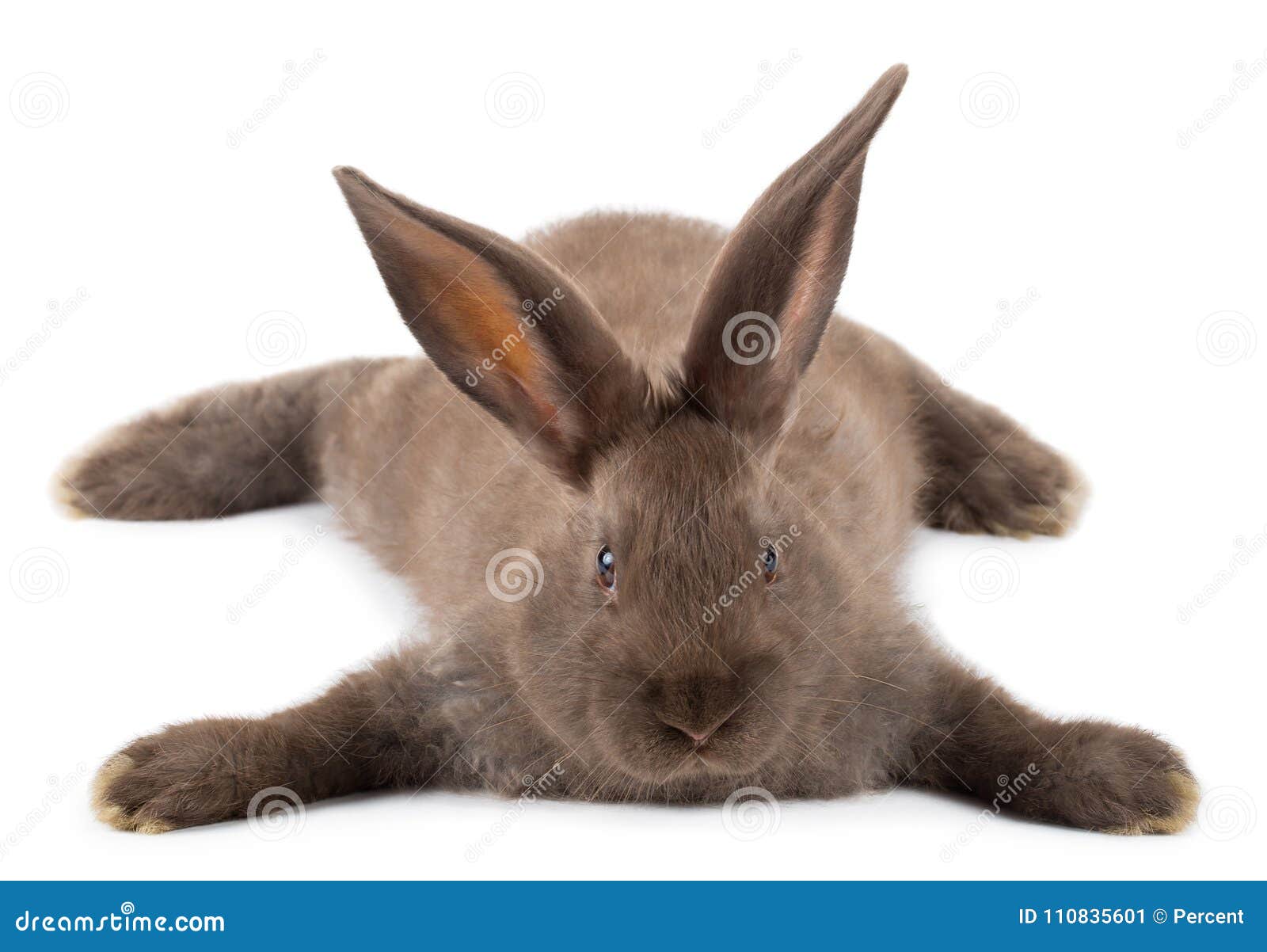 Lying brown rabbit stock image. Image of easter, close - 110835601