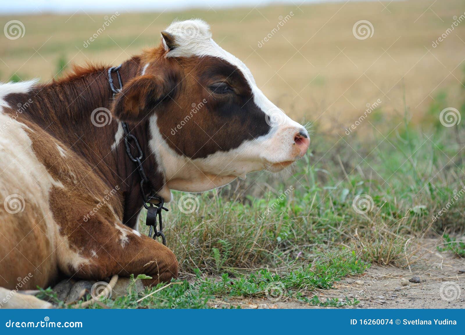 Lying Bull Lying on the Grass Stock Photo - Image of grass, chain: 16260074