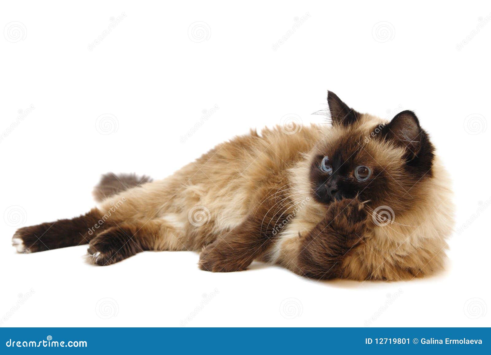Lying Burman cat stock image. Image of animal, white - 12719801