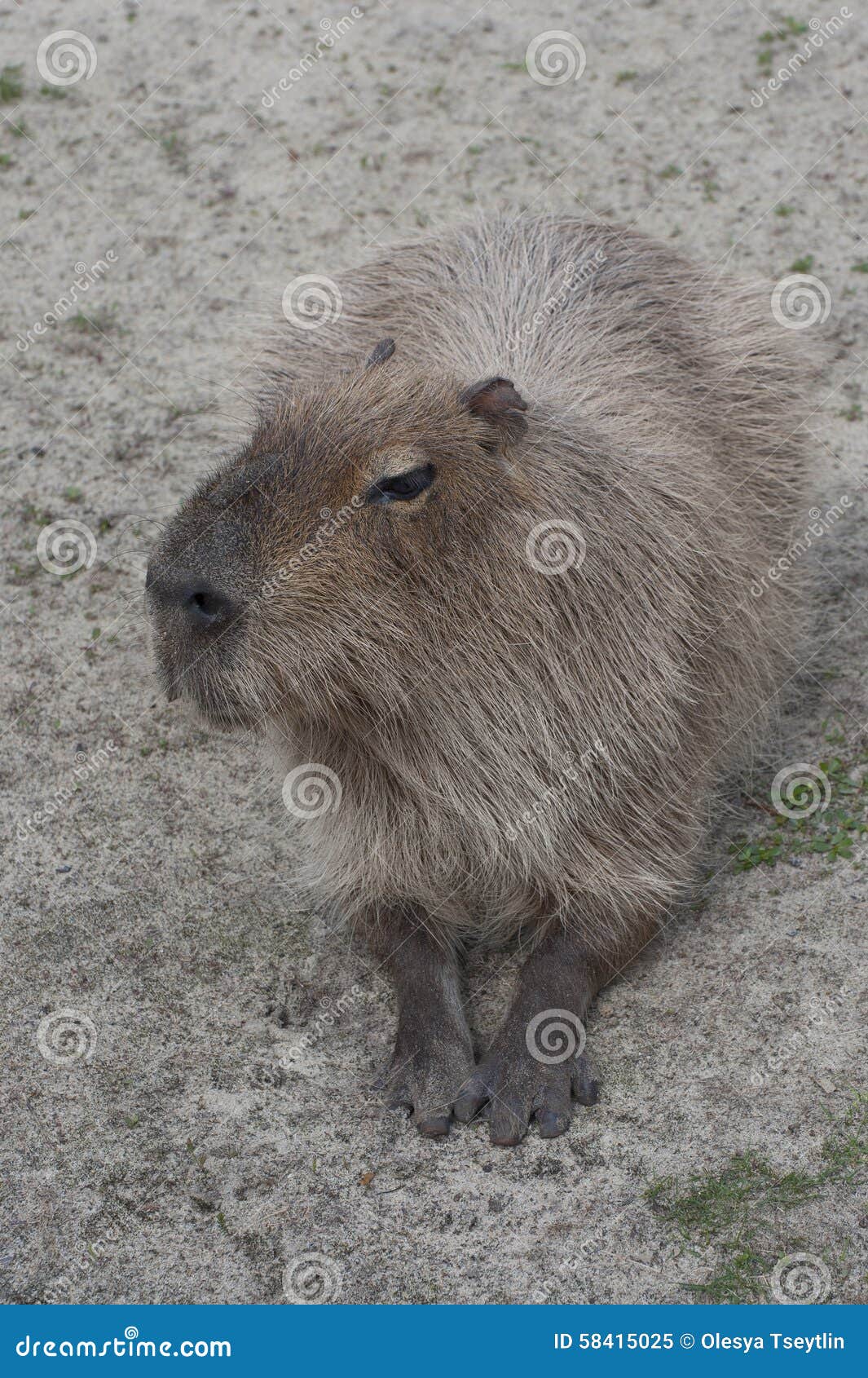 Lying capybara closeup. stock image. Image of hair, closeup - 58415025