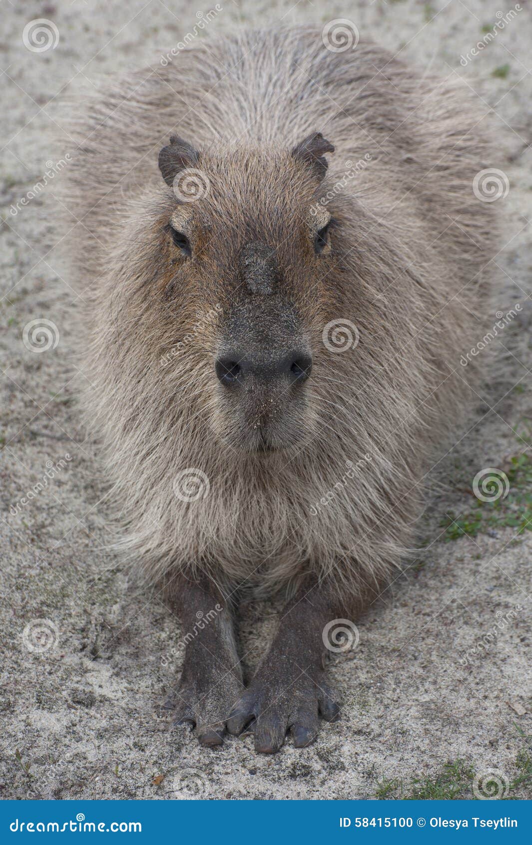 Lying capybara closeup. stock photo. Image of snakes - 58415100