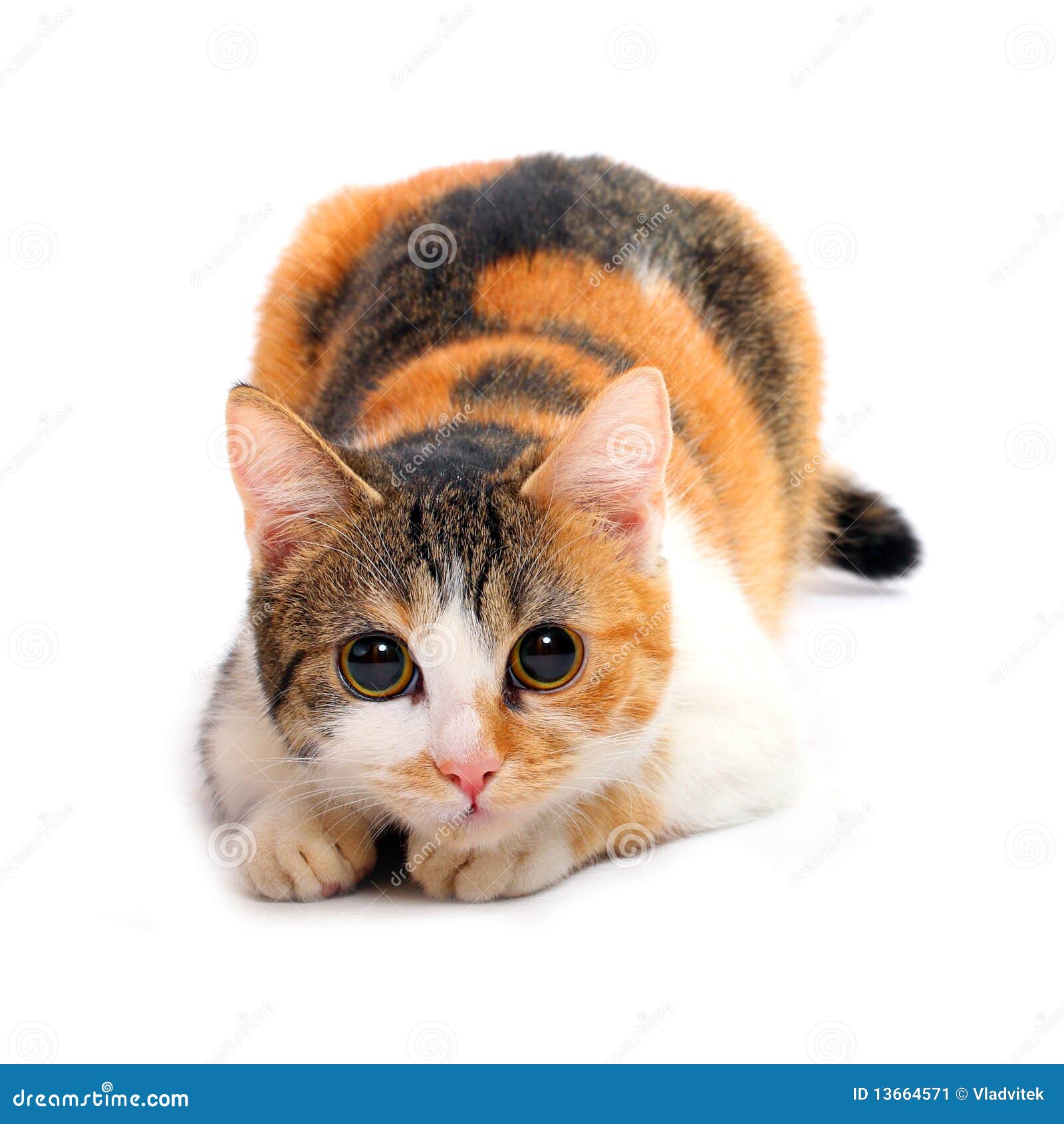 Lying cat stock image. Image of calm, skin, rest, humor - 13664571