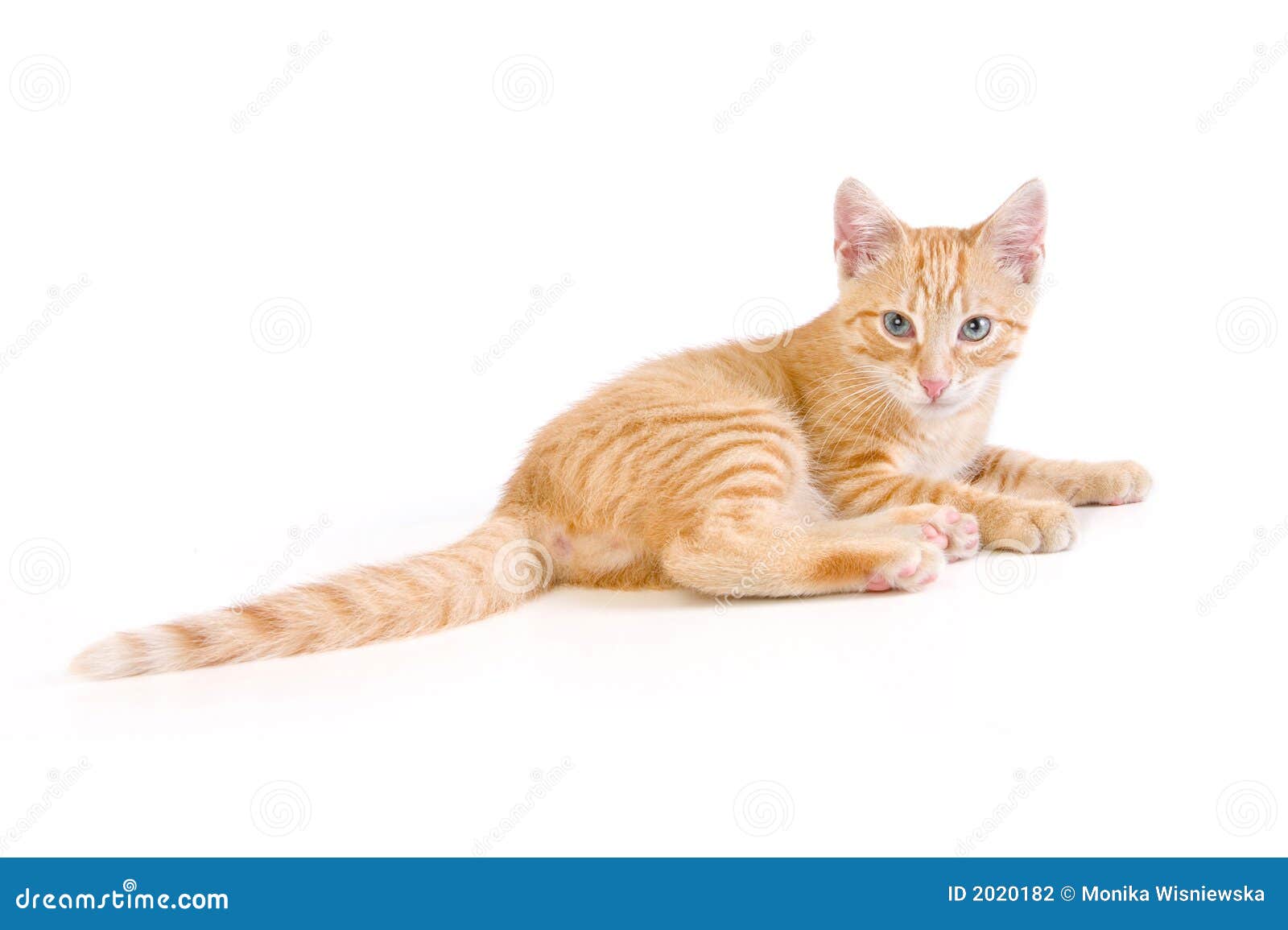 Lying Cat stock photo. Image of kitten, cats, looking - 2020182