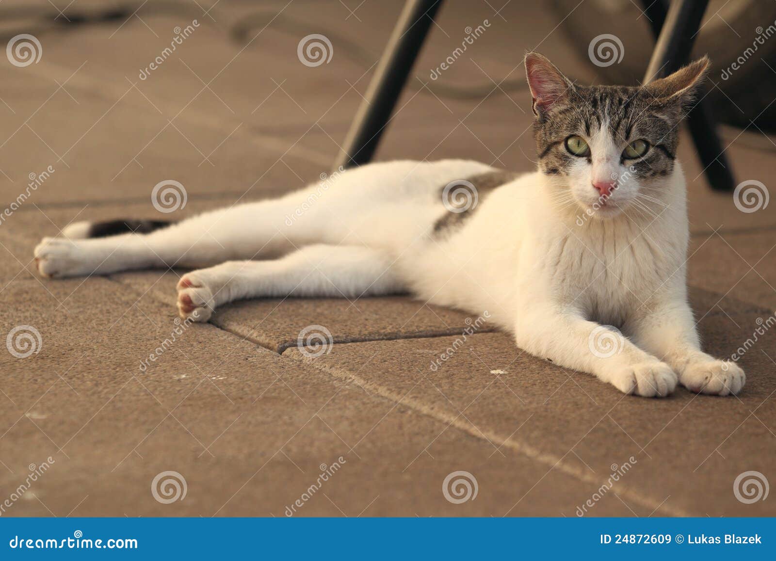 Lying cat stock image. Image of domestic, brown, white - 24872609