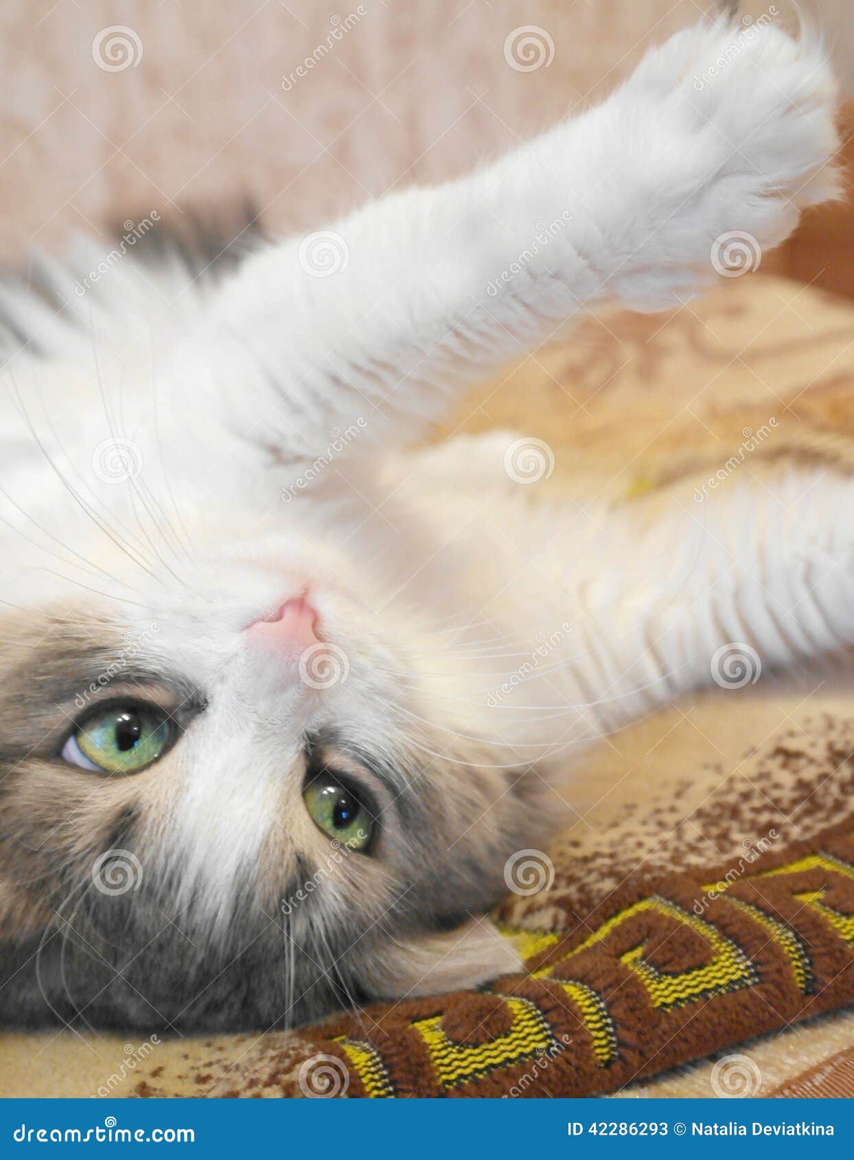 Lying cat stock image. Image of cute, hair, face, cats - 42286293