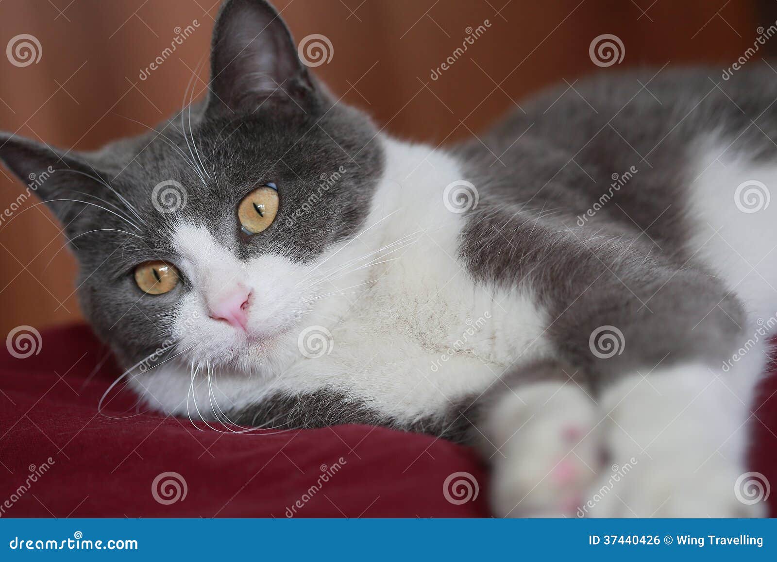 Lying cat stock photo. Image of sitting, kitty, childhood - 37440426