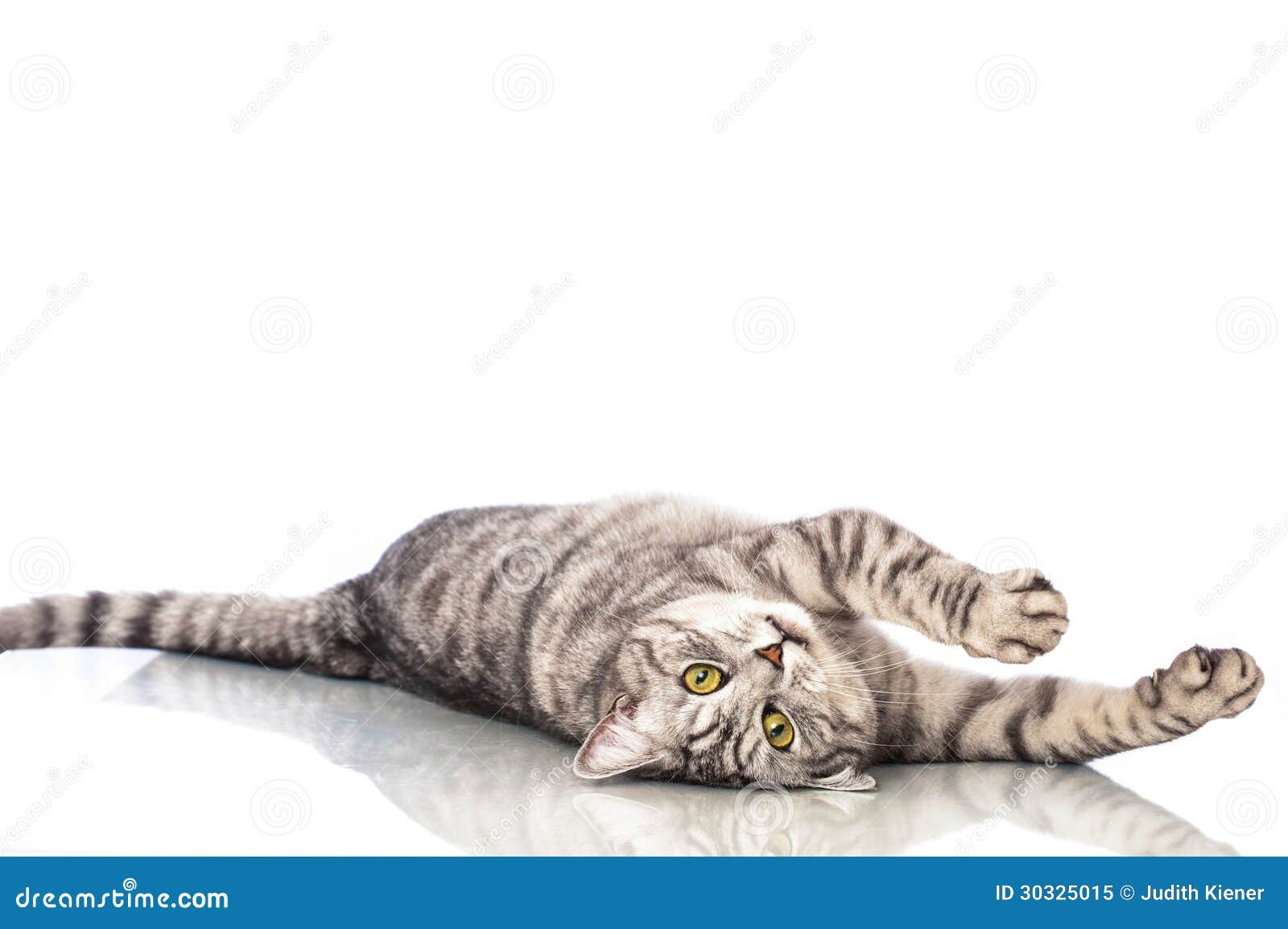 Lying cat stock image. Image of relaxation, softness - 30325015