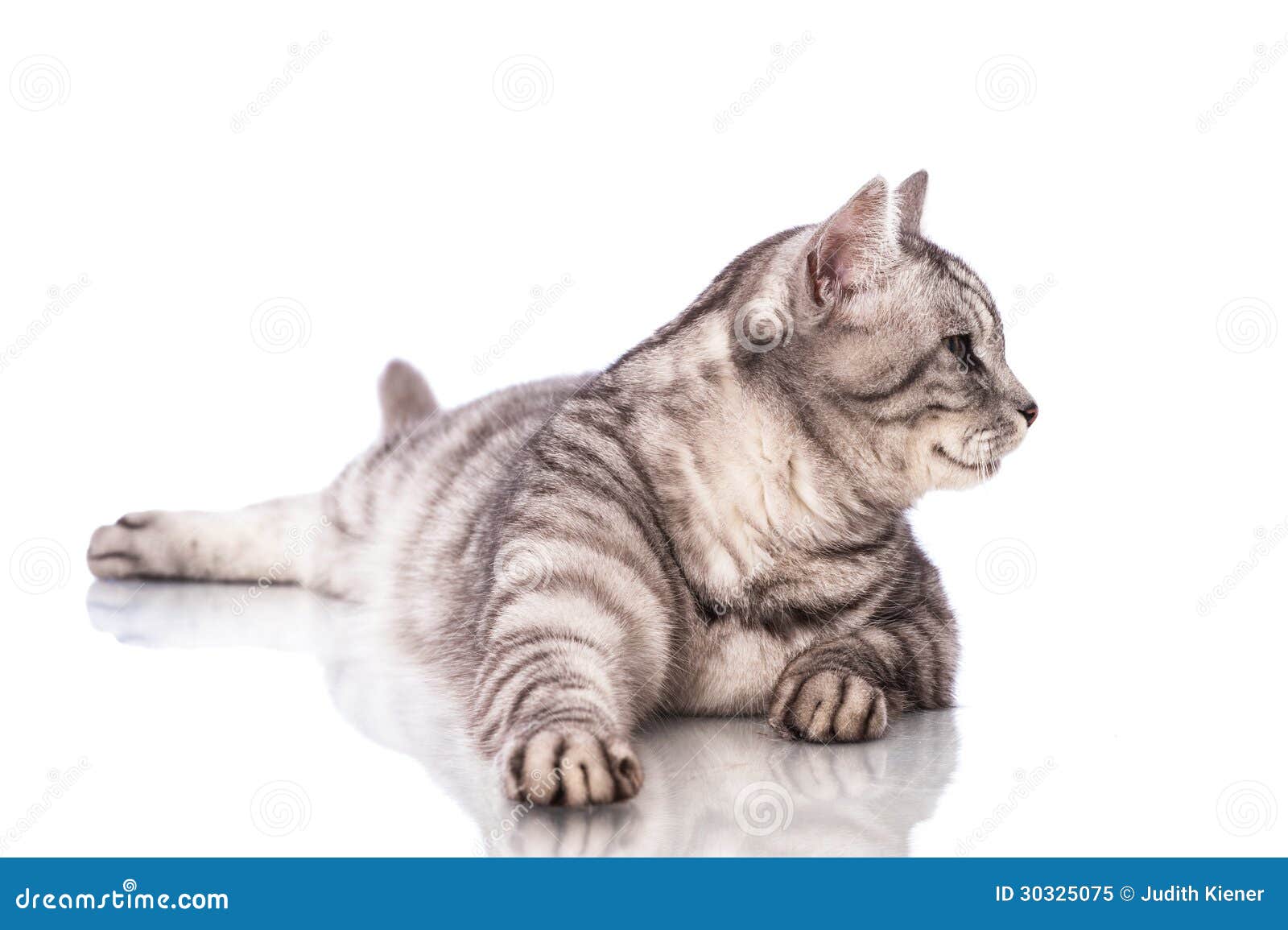 Lying cat stock image. Image of pets, cute, gray, beautiful - 30325075