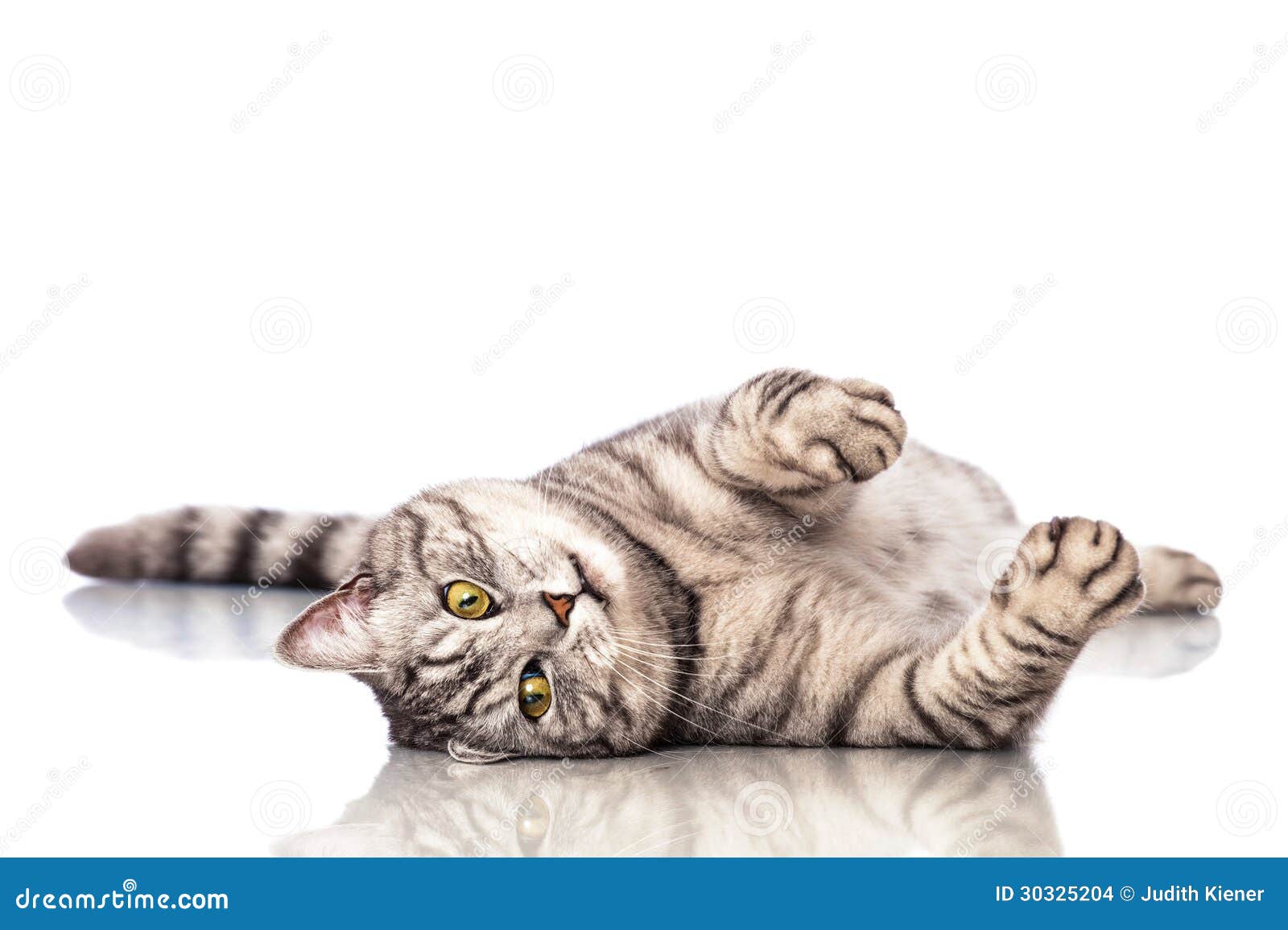 Lying cat stock photo. Image of playful, lying, pets - 30325204