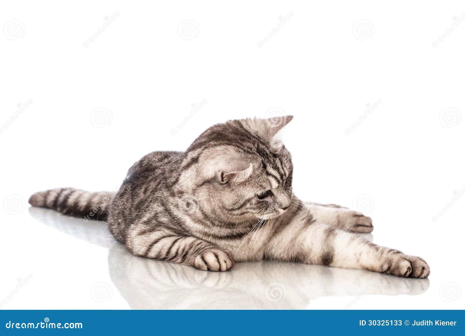Lying cat stock image. Image of tabby, gray, pets, front - 30325133