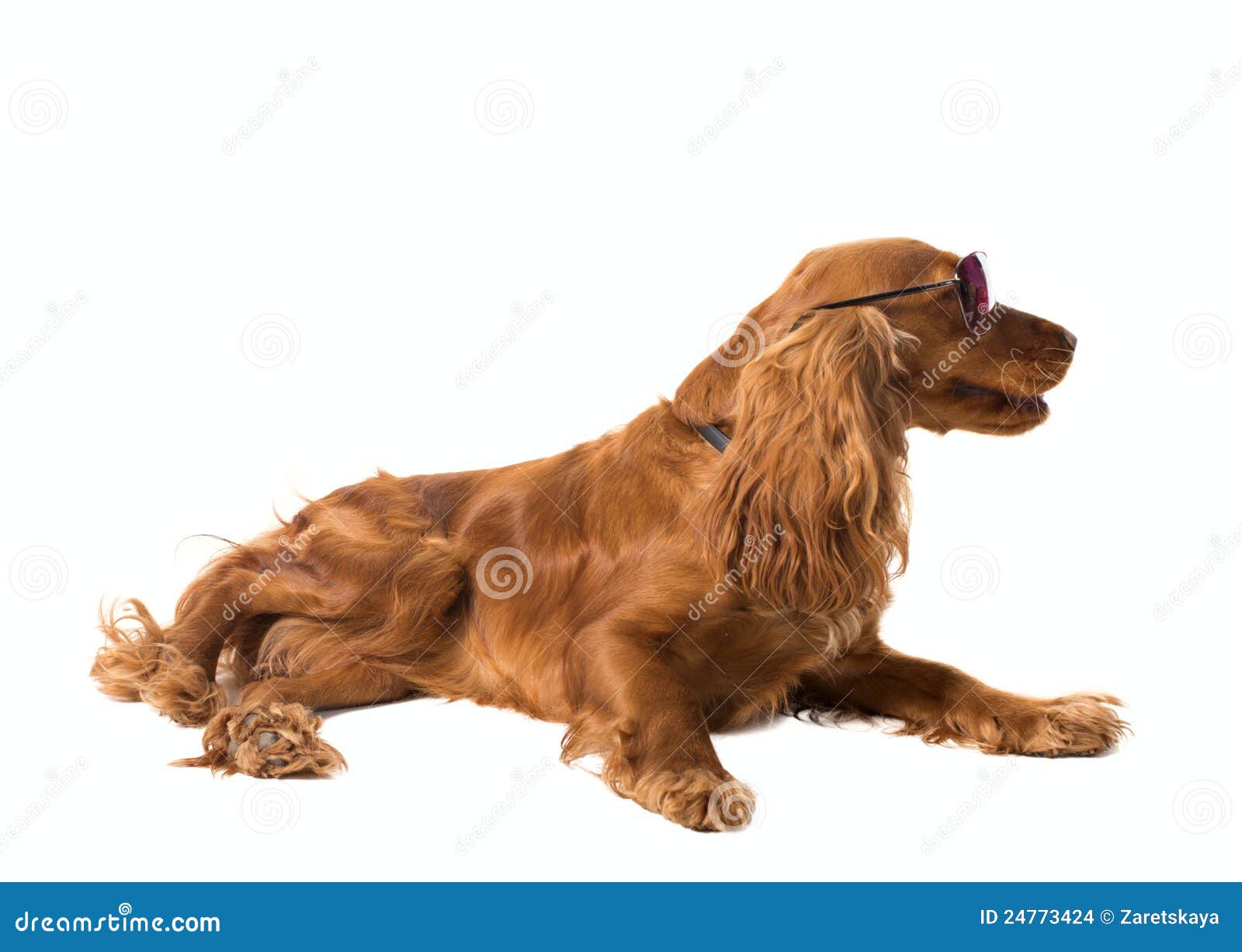 Lying Cocker Spaniel in Sunglasses Stock Photo - Image of cocker, gold ...