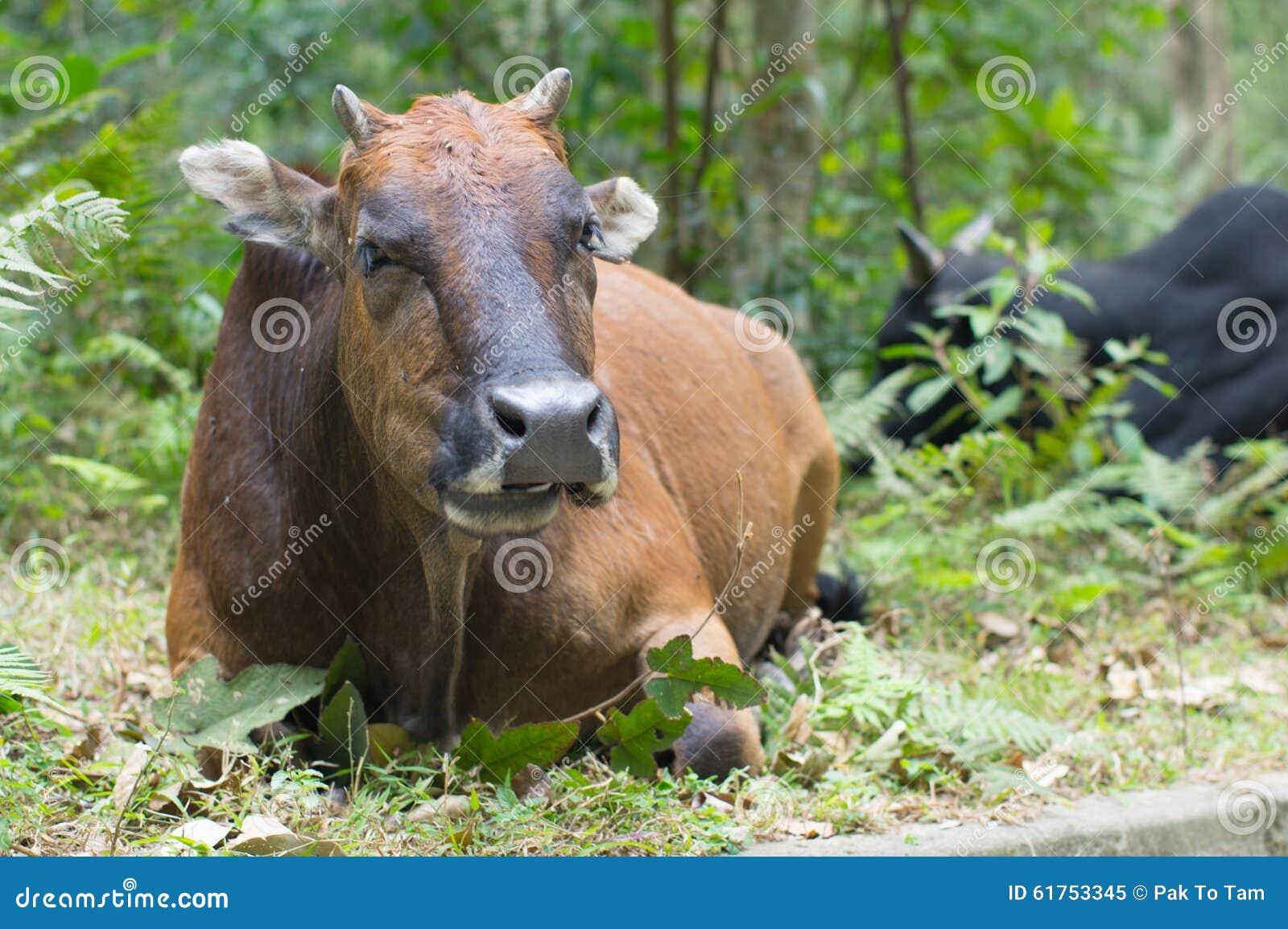 Lying cow stock image. Image of meadow, agriculture, field - 61753345