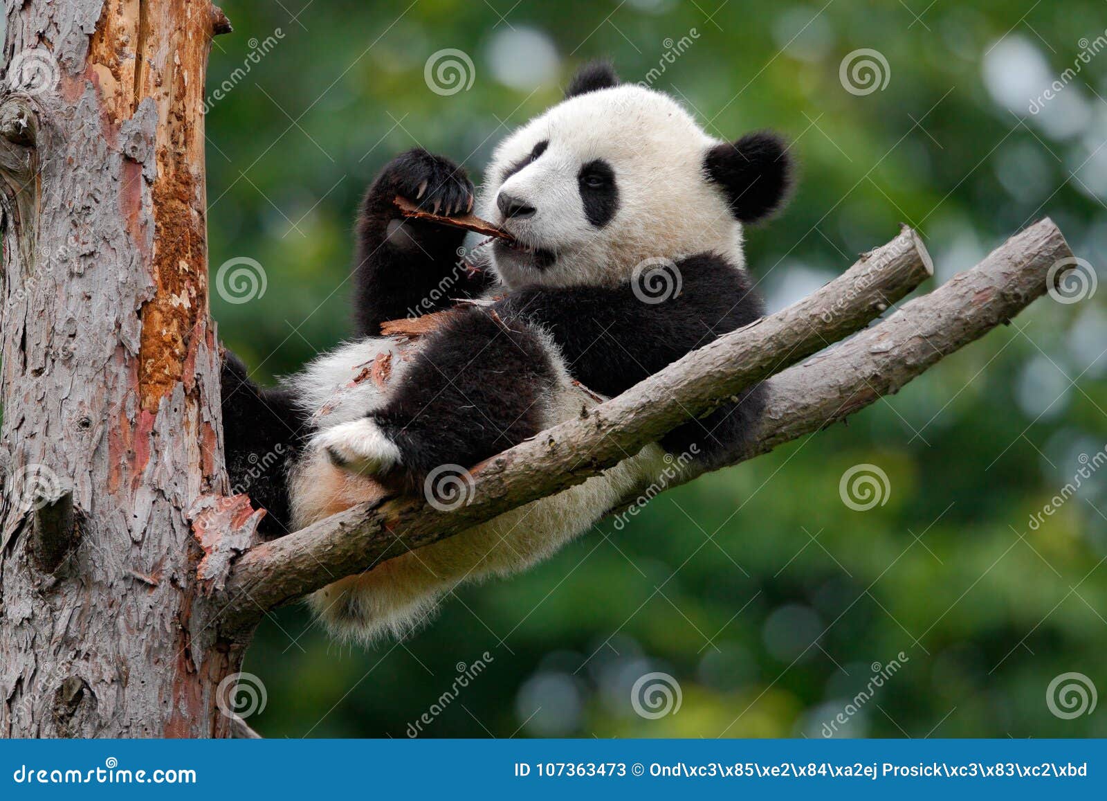 Red Panda Feeding Royalty-Free Stock Photo | CartoonDealer.com #62541711