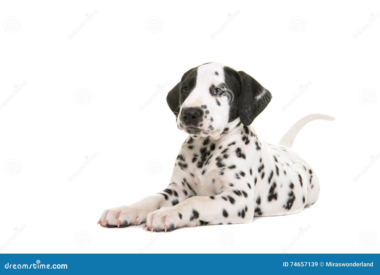 Lying dalmatian puppy stock image. Image of lying, black - 74657139