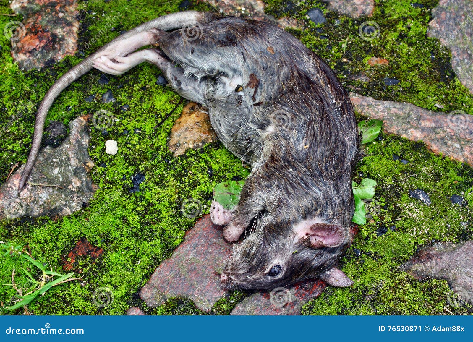 Lying dead big rat stock image. Image of green, mammal - 76530871