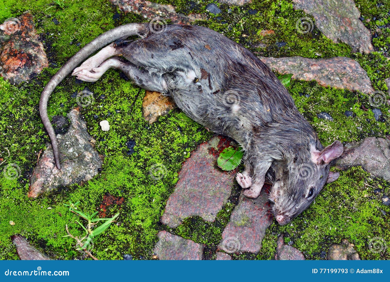 Lying dead big rat stock image. Image of dead, head, pest - 77199793