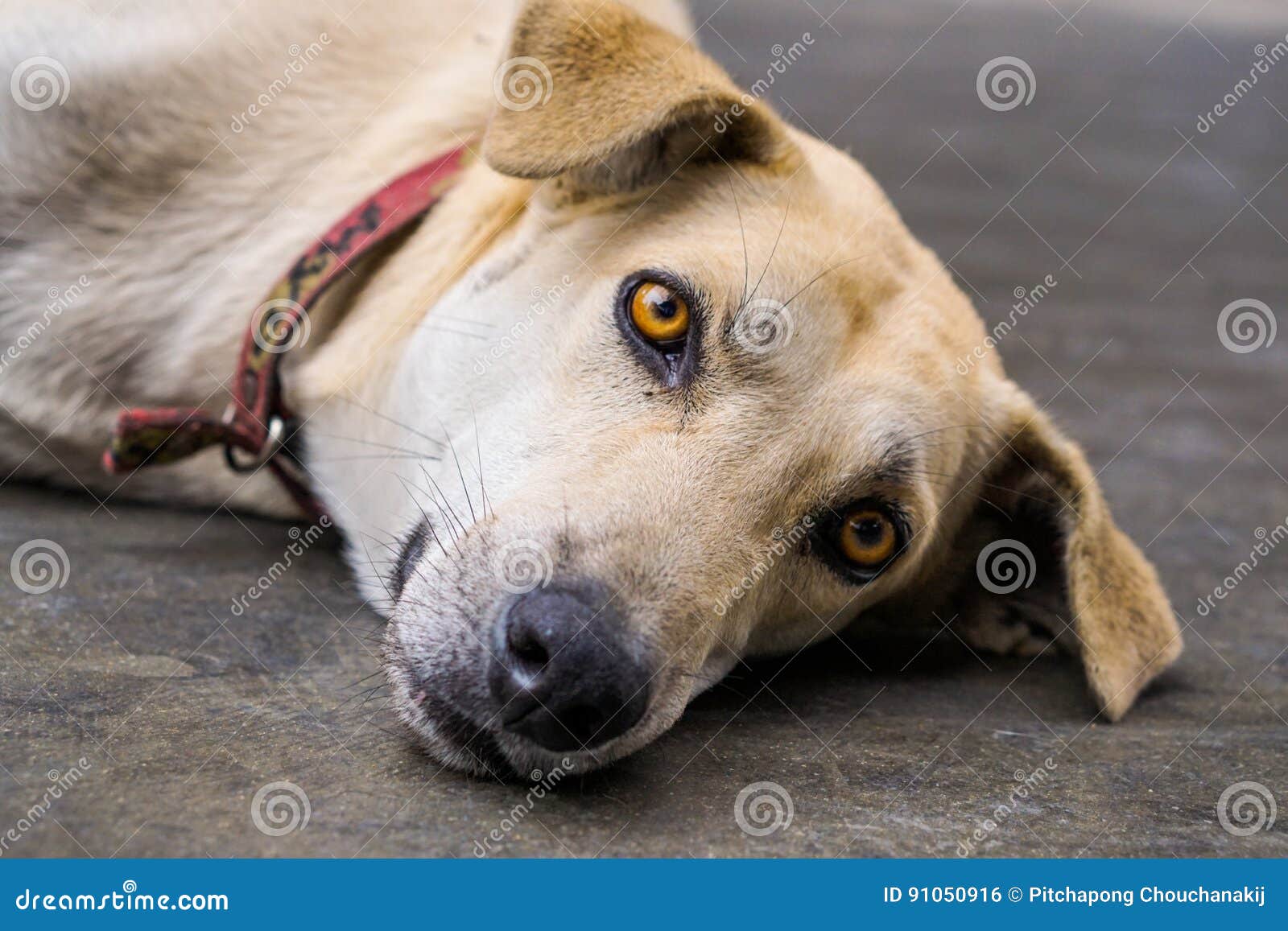 A lying dog stock photo. Image of outdoor, cute, look - 91050916